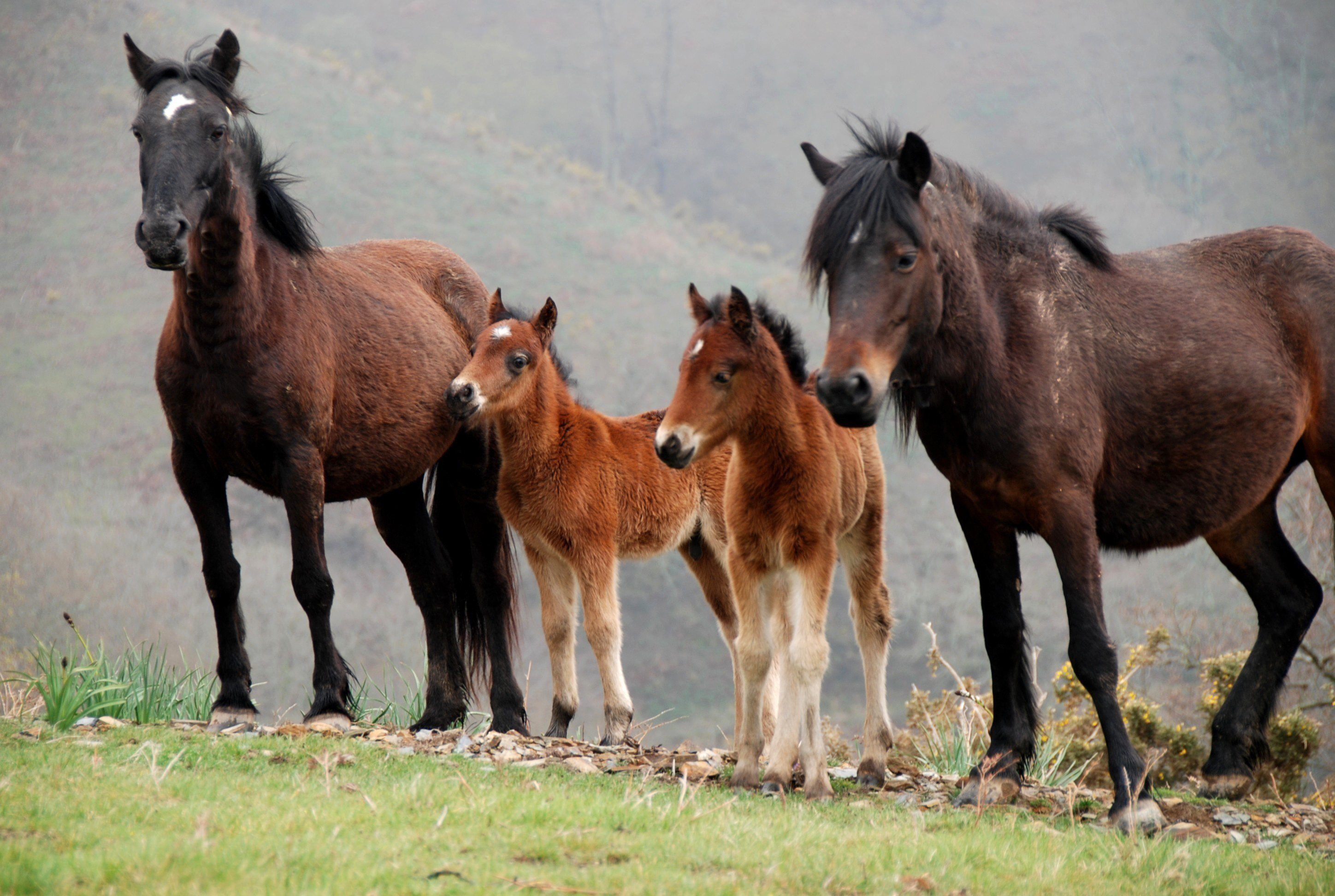 Download Animal Horse HD Wallpaper