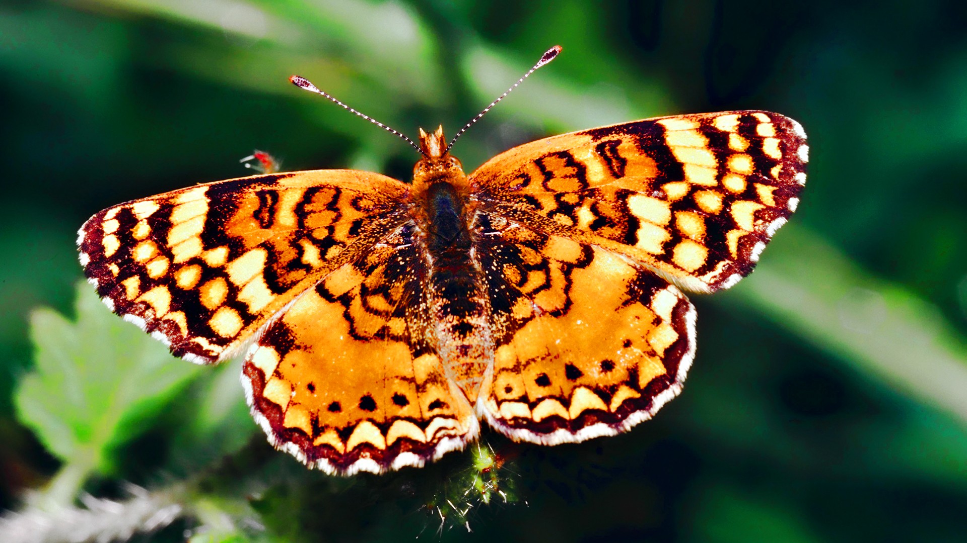 Download Animal Butterfly HD Wallpaper