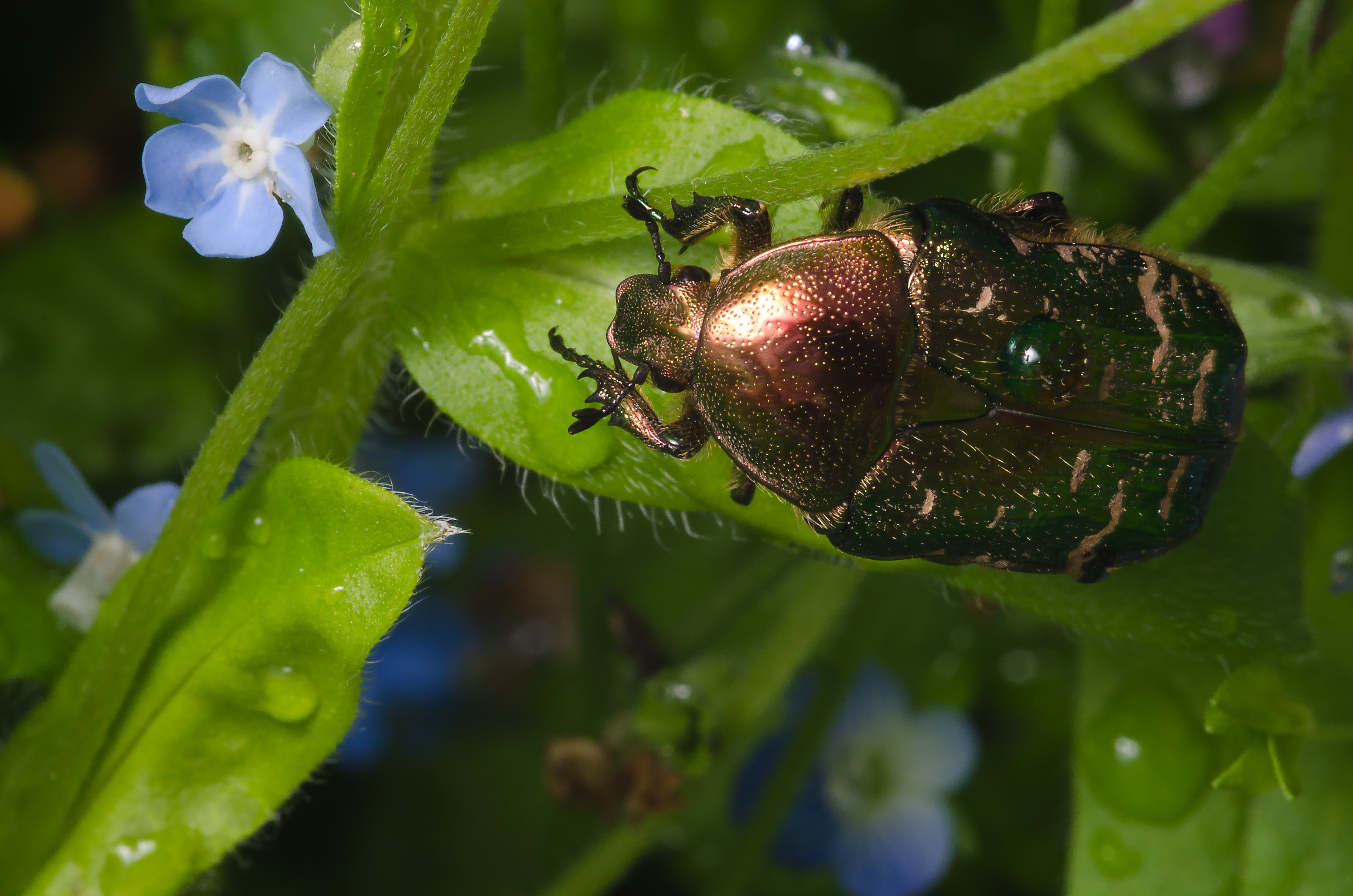 Download Animal Insect 4k Ultra HD Wallpaper
