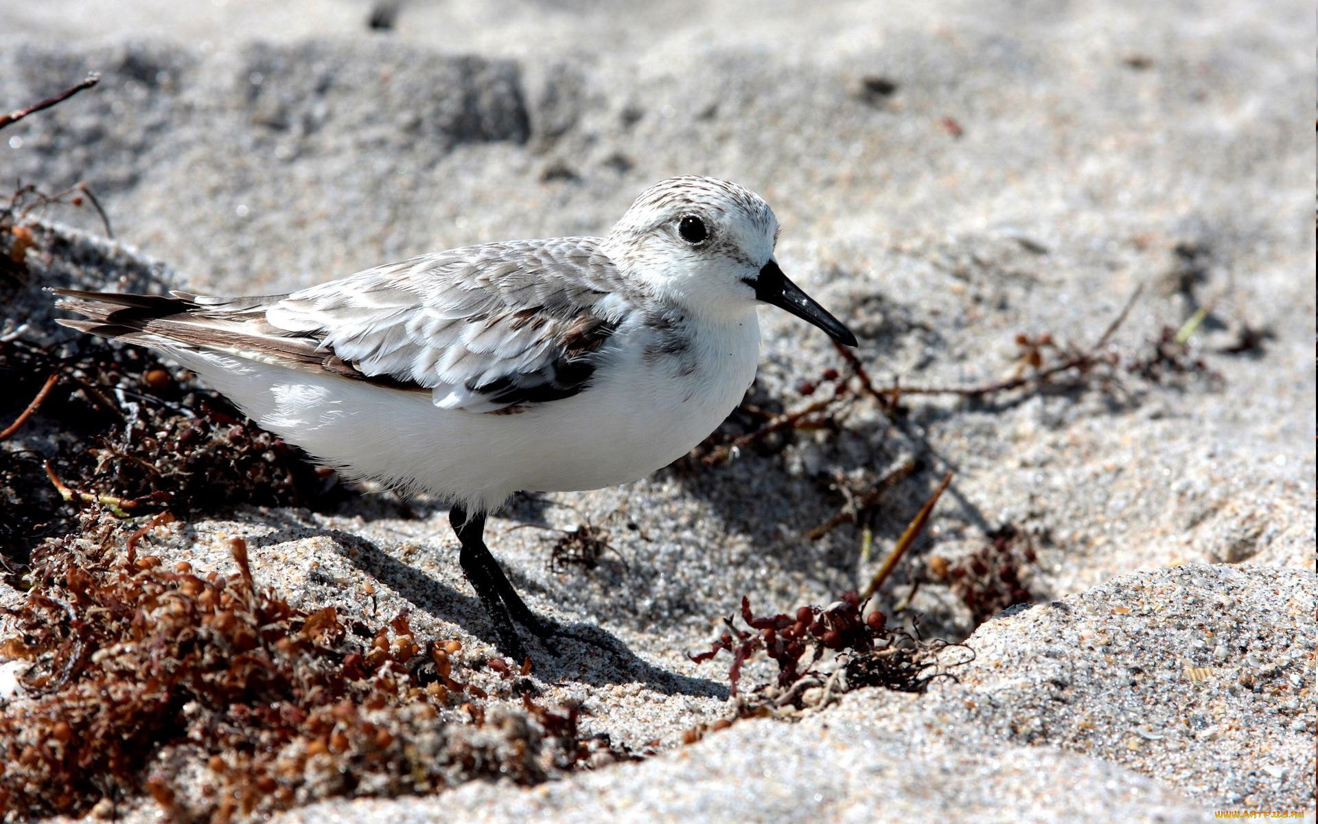 Sanderling Shorebird in HD – Nature’s Coastal Beauty