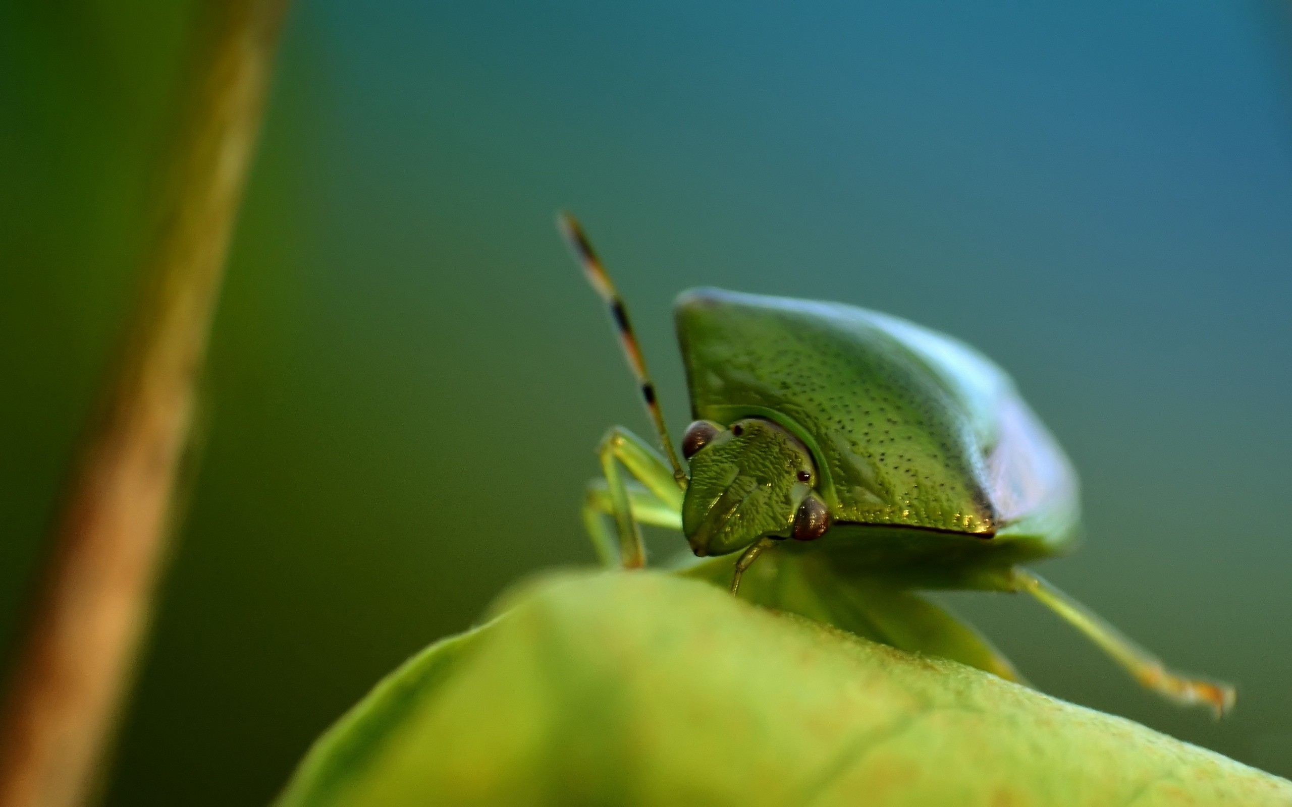 Download Animal Insect HD Wallpaper