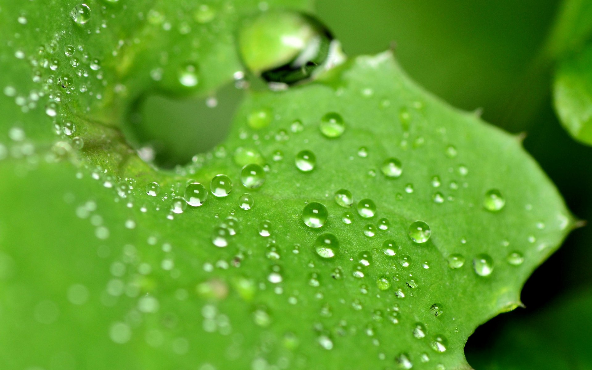 Pure Nature: HD Water Drop Serenity on Leaf | 2880x1800 | Wallpaper Abyss
