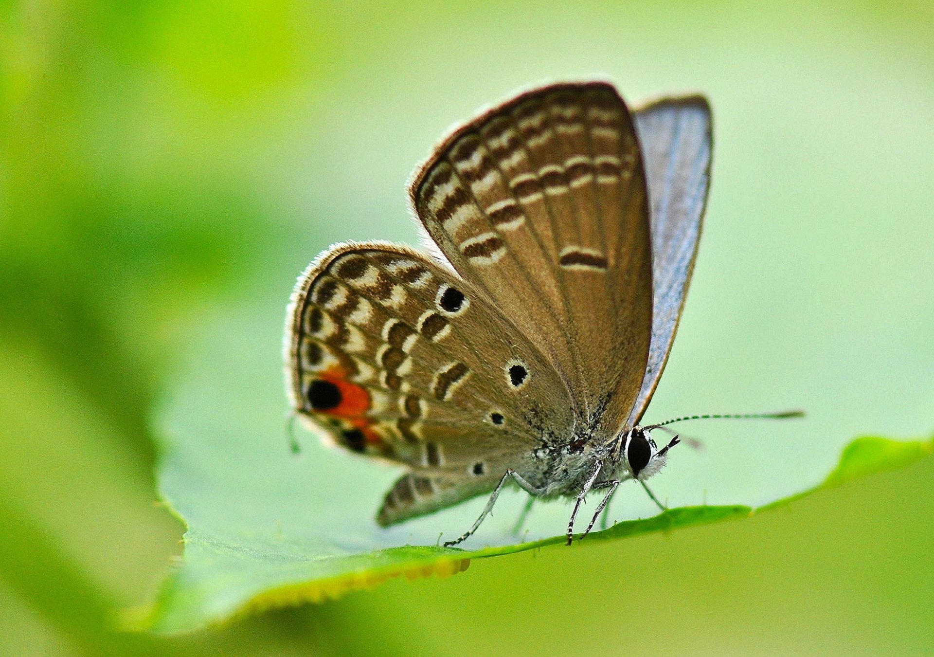 HD Butterfly Bliss: Nature’s Delicate Winged Wonder Wallpaper