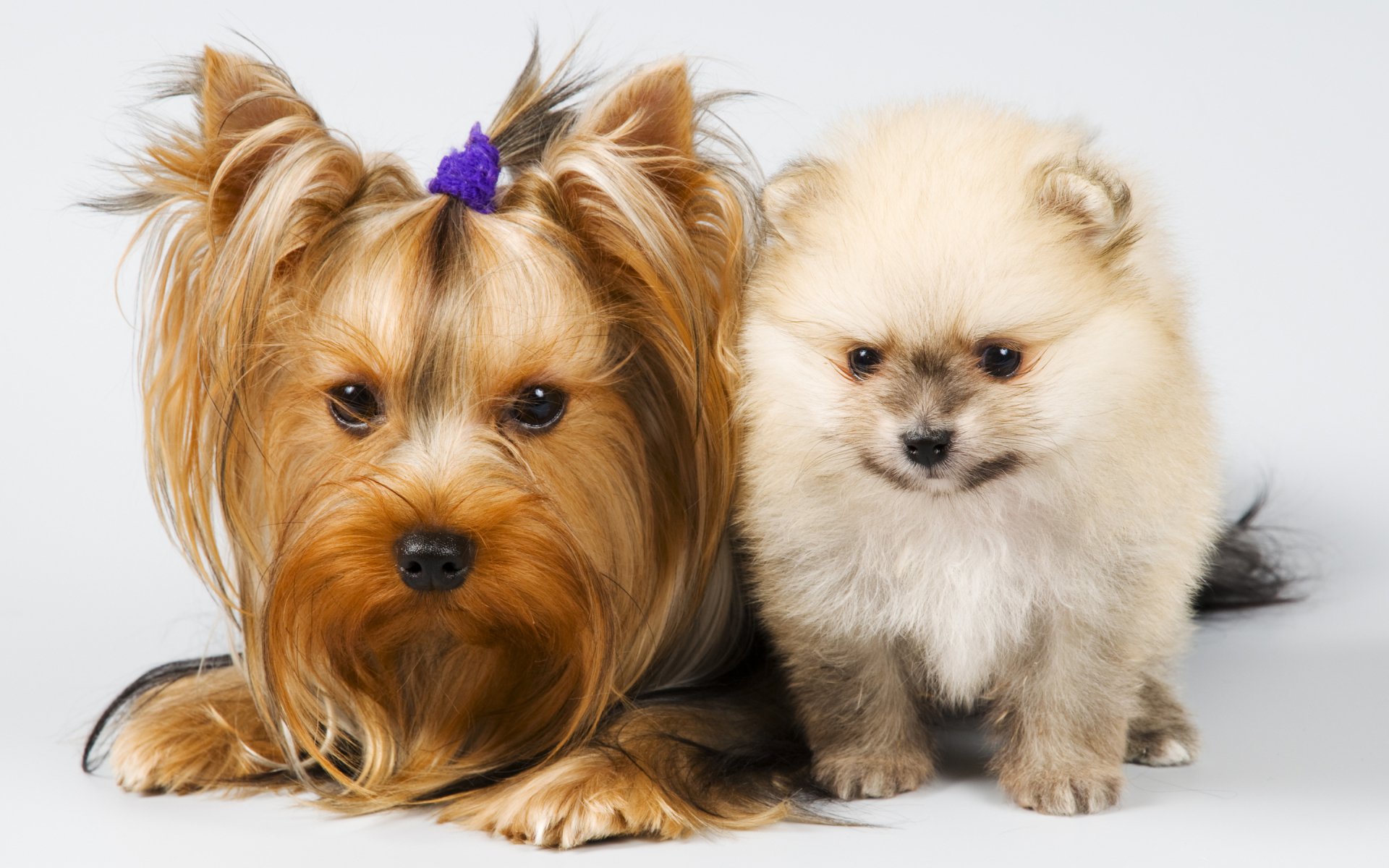 Adorable Dogs in HD Wallpaper: A Canine Duo