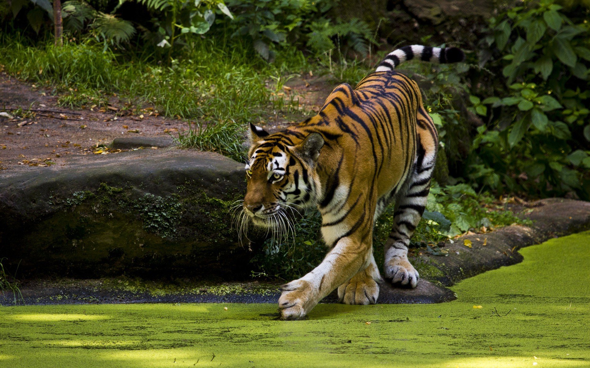 Majestic Tiger in HD Wallpaper | 1920x1200 | Wallpaper Abyss