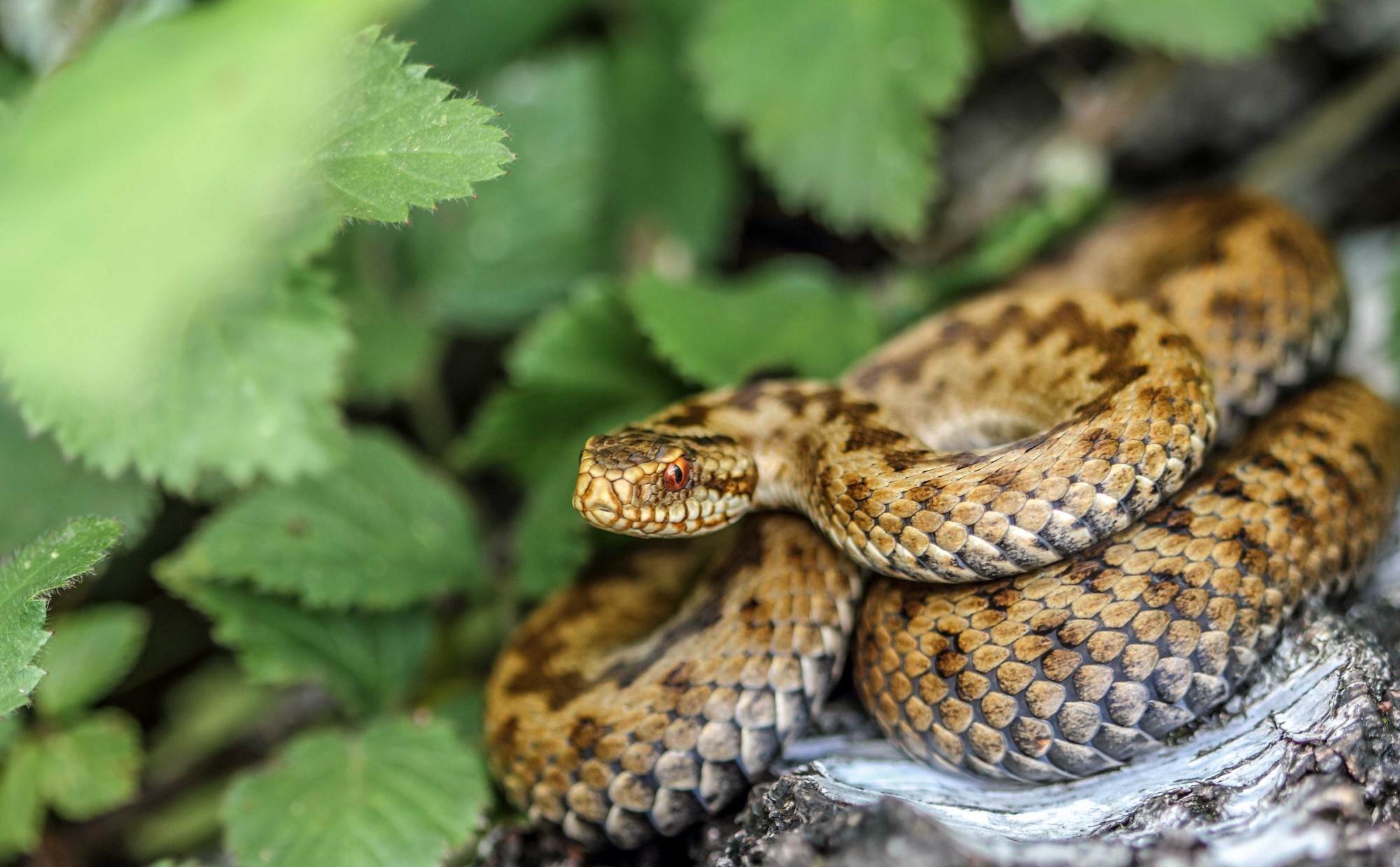 Stunning HD Wallpaper of a Serene Snake in Nature