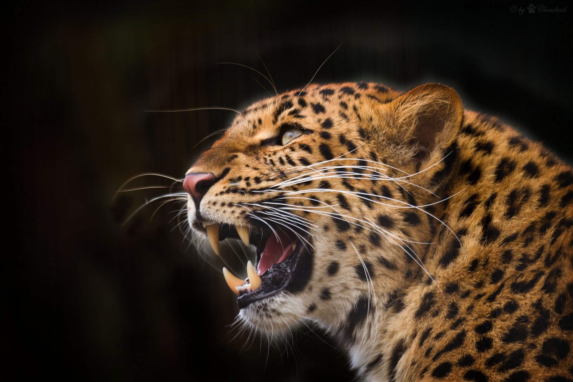 Majestic Leopard in 4K Ultra HD Wallpaper