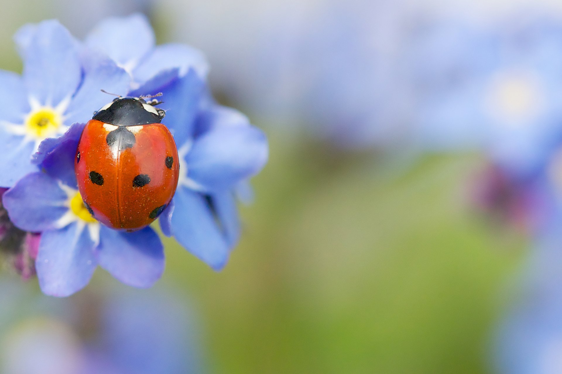 Download Animal Ladybug HD Wallpaper