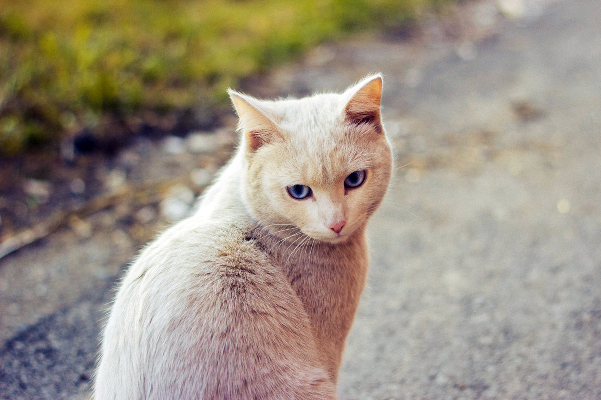 Serene White Cat HD Wallpaper: Natural Animal Beauty