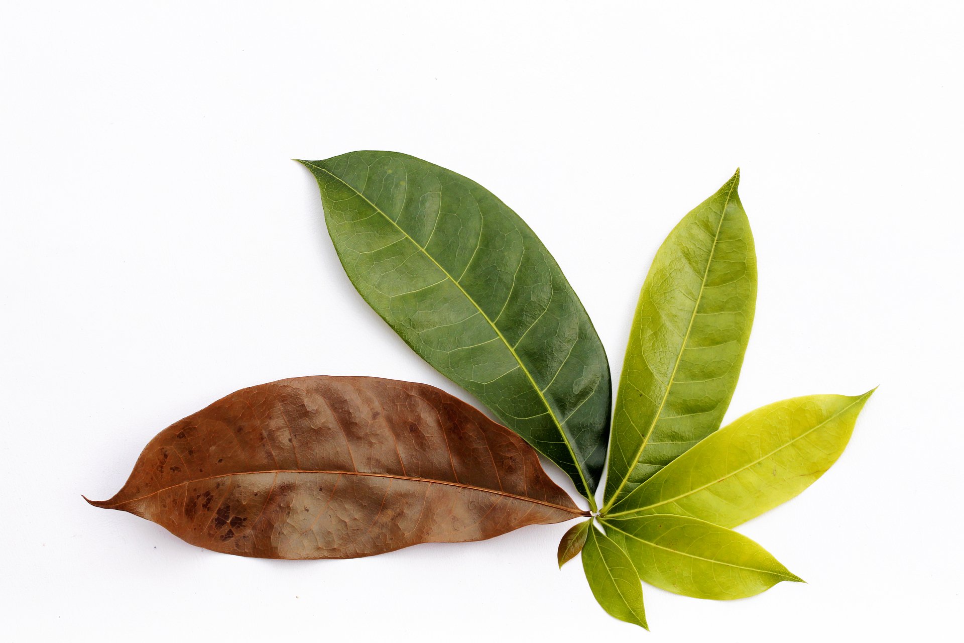 Download Nature Leaf HD Wallpaper | 3000x2000 | Wallpaper Abyss