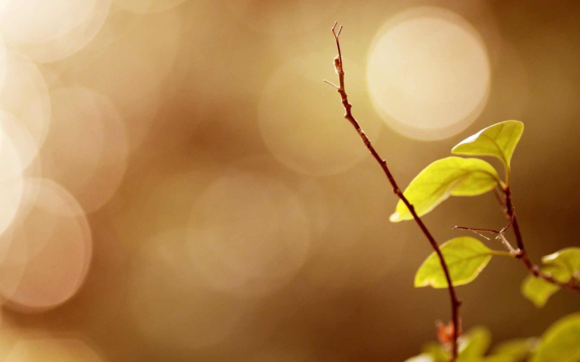 HD Serenity: Nature's Leaf in Soft Focus | 2560x1600 | Wallpaper Abyss