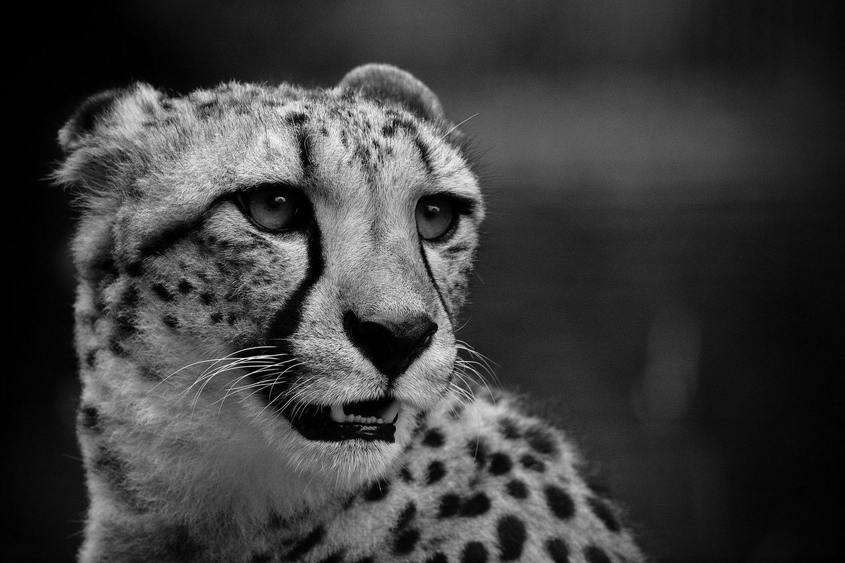 Majestic Cheetah in Stunning HD Black & White Wallpaper