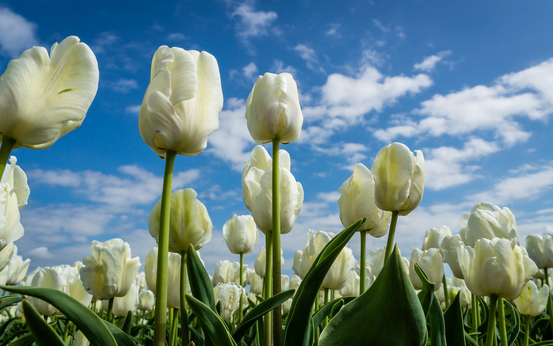 Serene Tulip Fields: Stunning HD Wallpaper