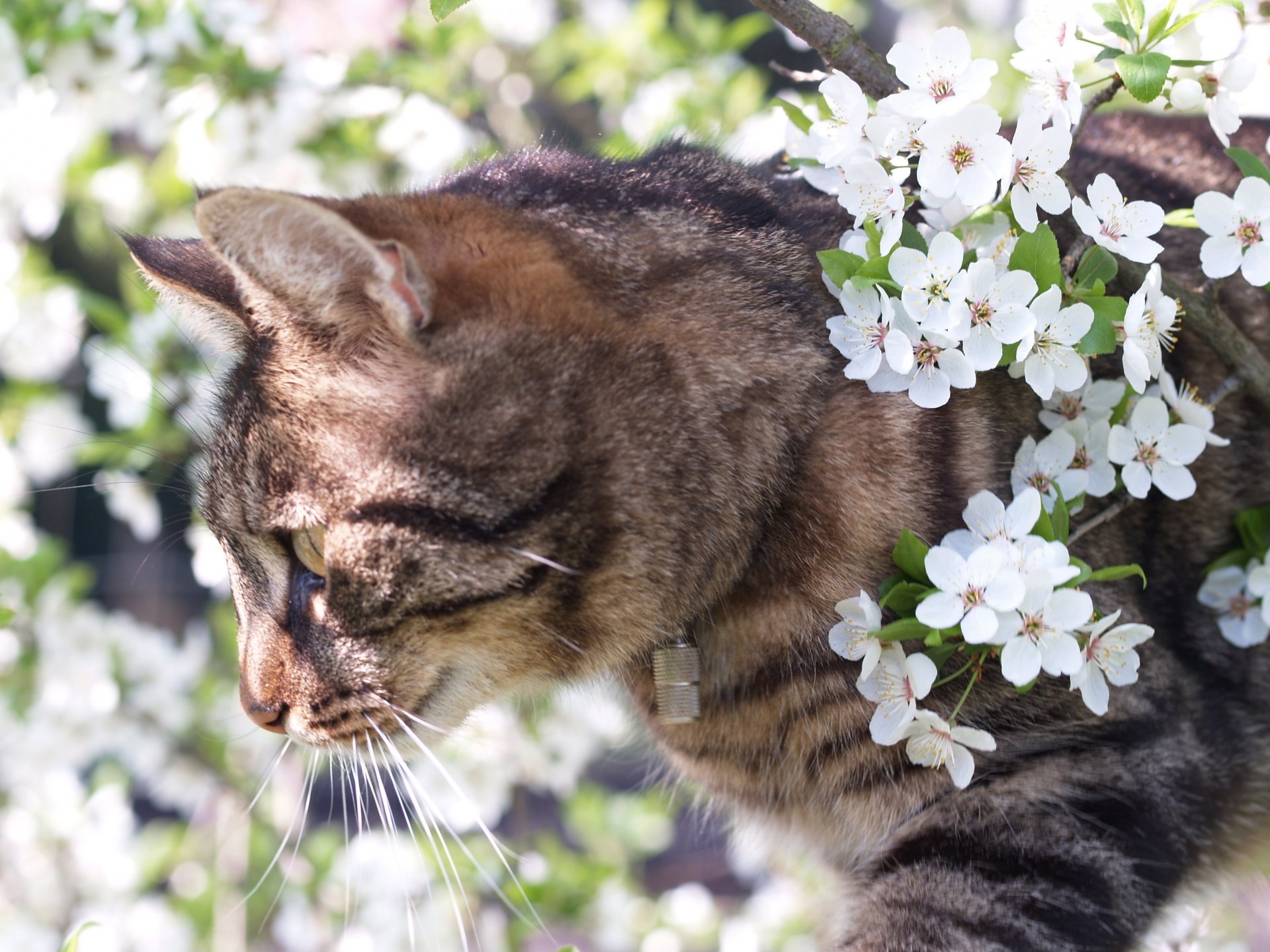 Blossoming Beauty: HD Wallpaper of a Cat in Nature
