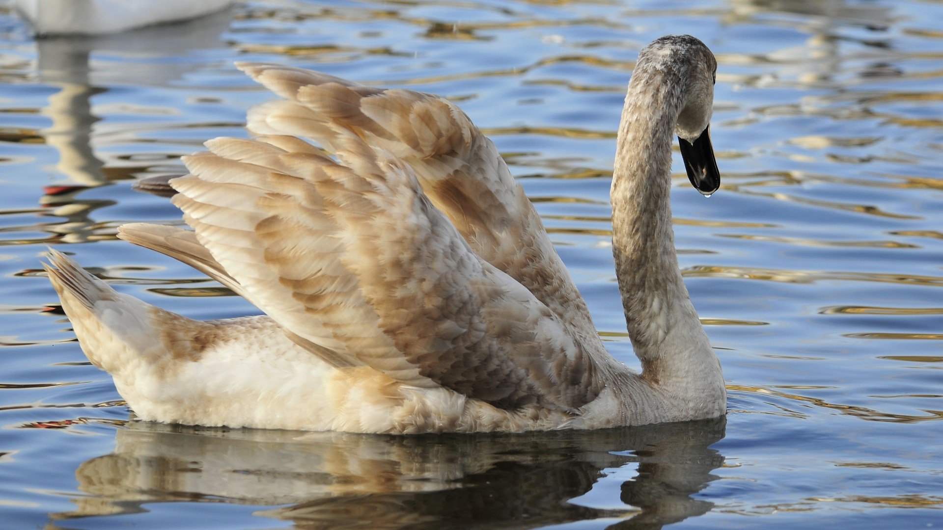 Graceful Swan in HD: Serene Beauty on Water