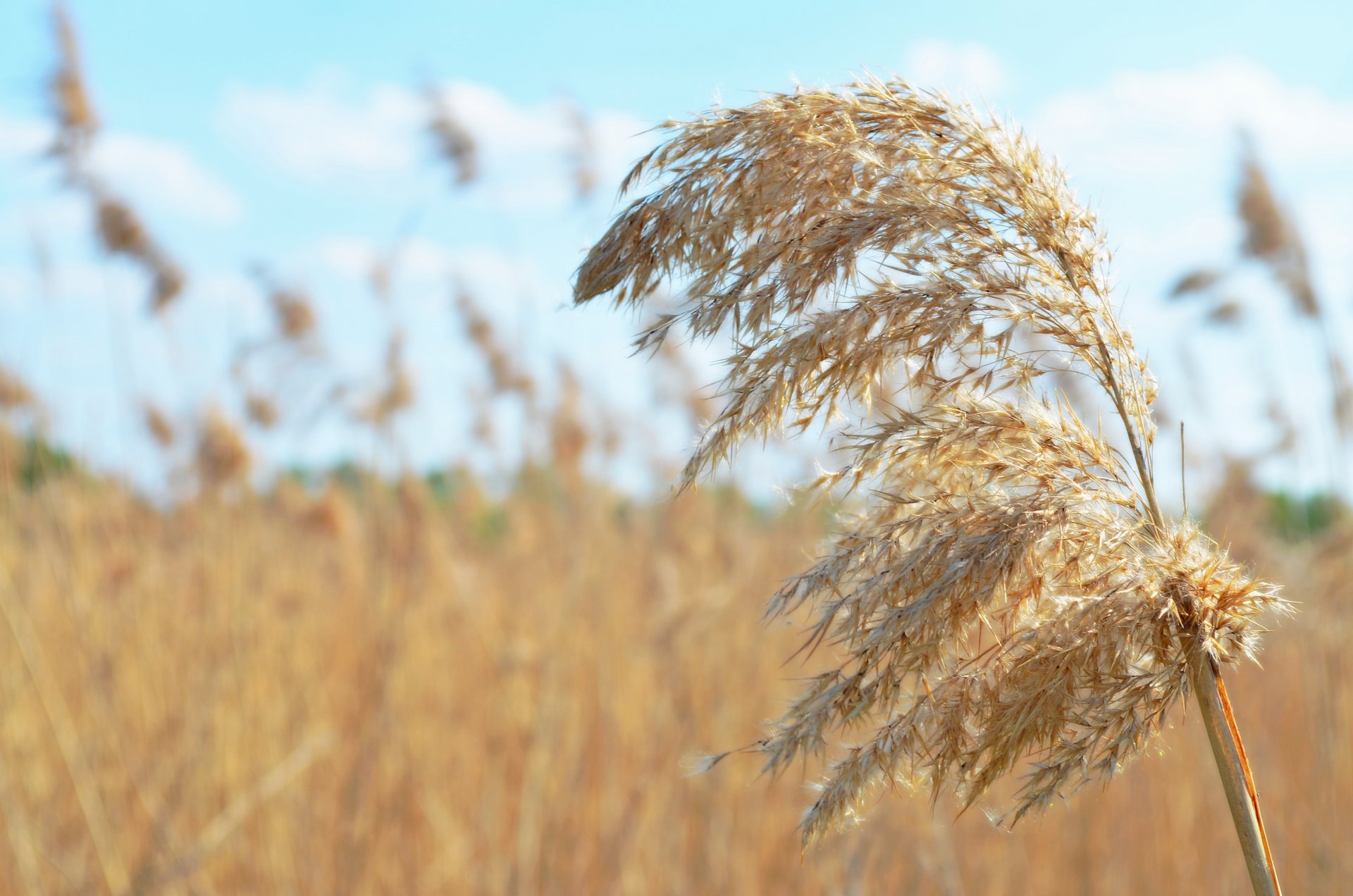 4K Ultra HD Serenity: Golden Grass in Nature's Breeze