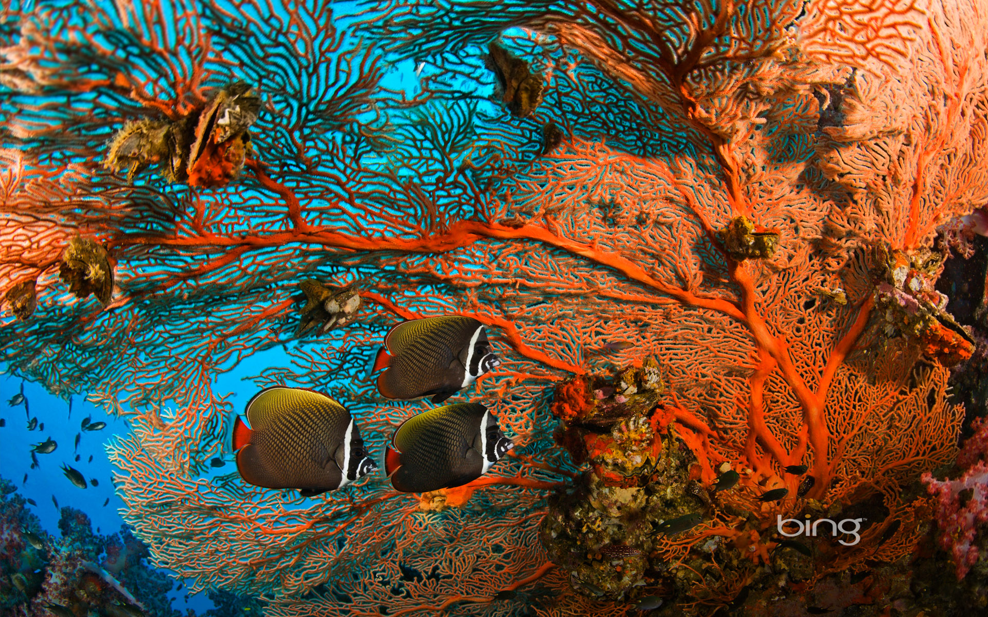 Download Animal Fish HD Wallpaper