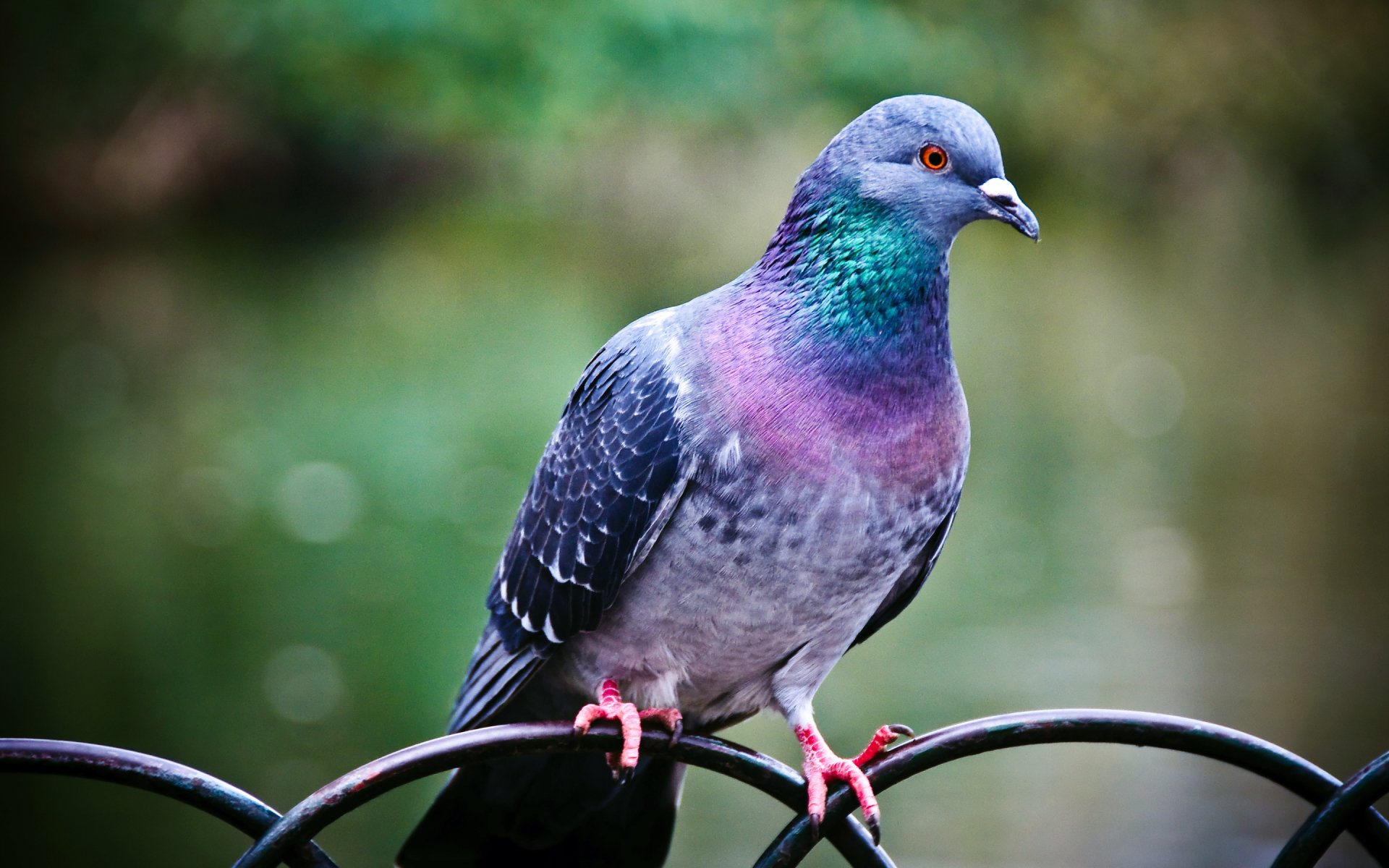 Download Animal Pigeon HD Wallpaper