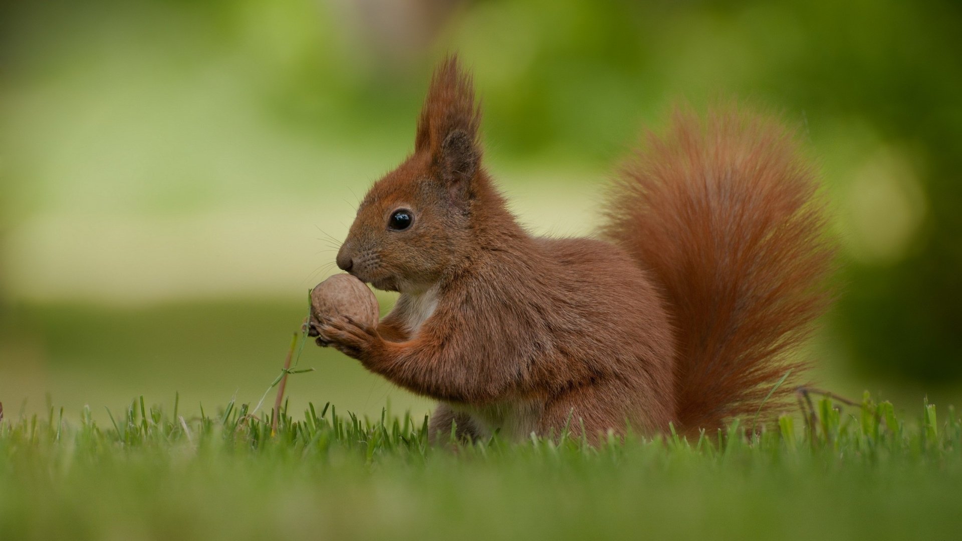 Squirrel HD Wallpaper