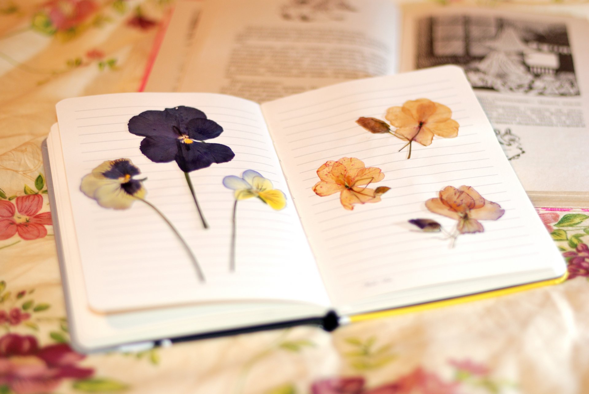 Botanical Beauty: HD Wallpaper of a Pressed Flower Book