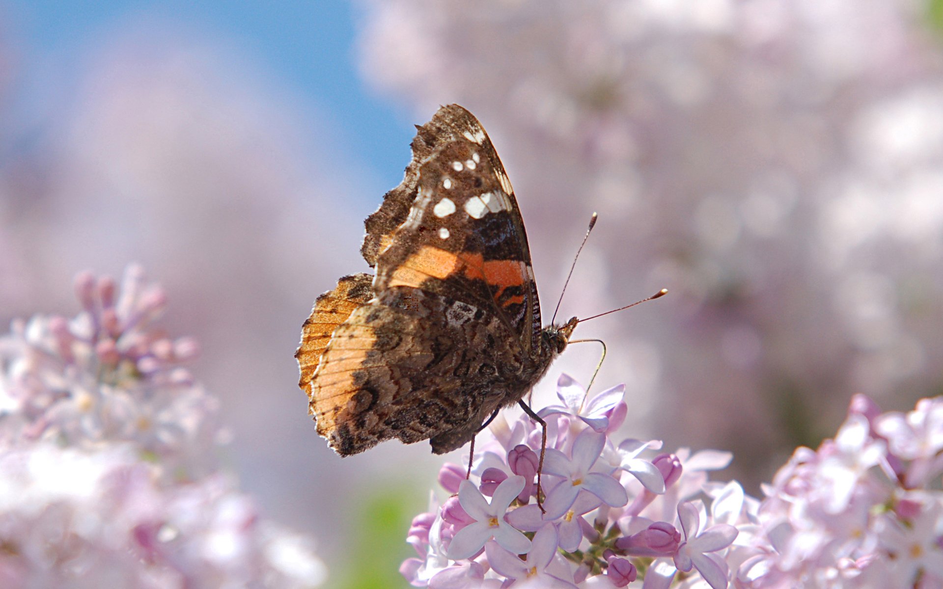 Moril-beautifull butterfly by Moril