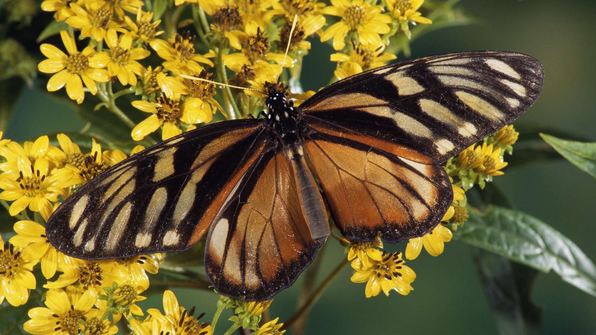 Download Animal Butterfly HD Wallpaper