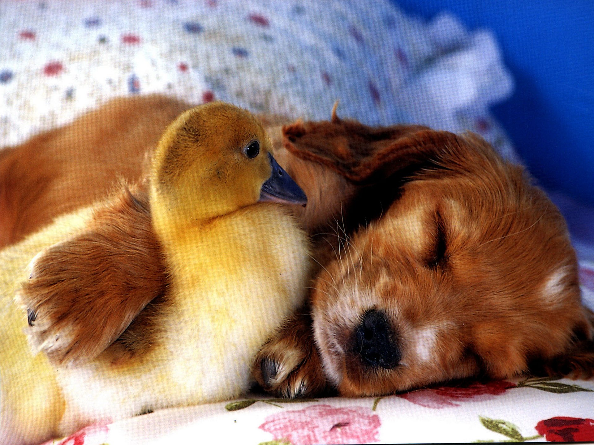 Cute Animal Companions: HD Wallpaper of a Puppy and Duckling