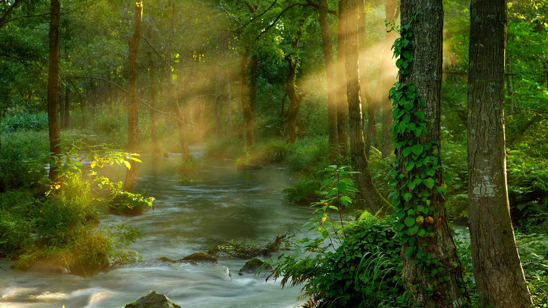 Serene River Glow: HD Nature Wallpaper