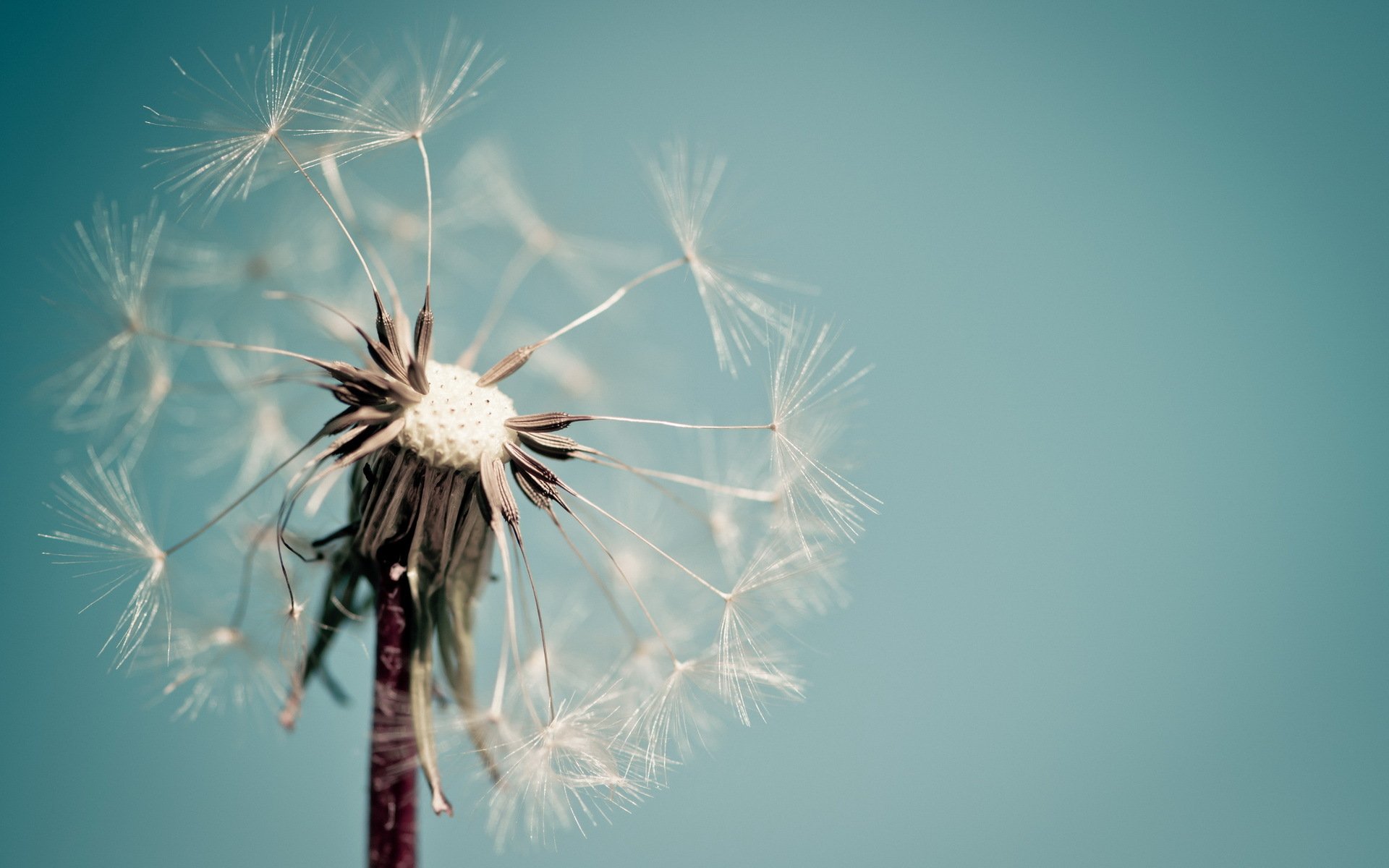 Serene Dandelion: Nature’s Delicate HD Wallpaper
