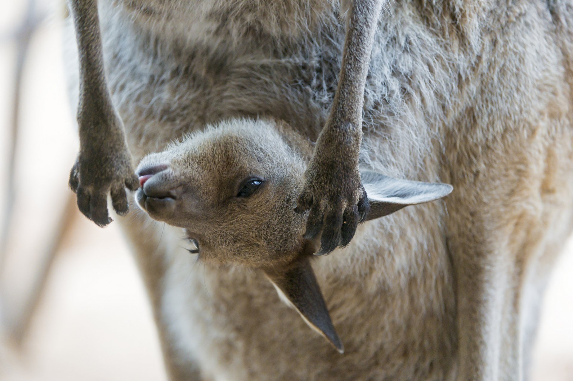 Download Animal Kangaroo HD Wallpaper