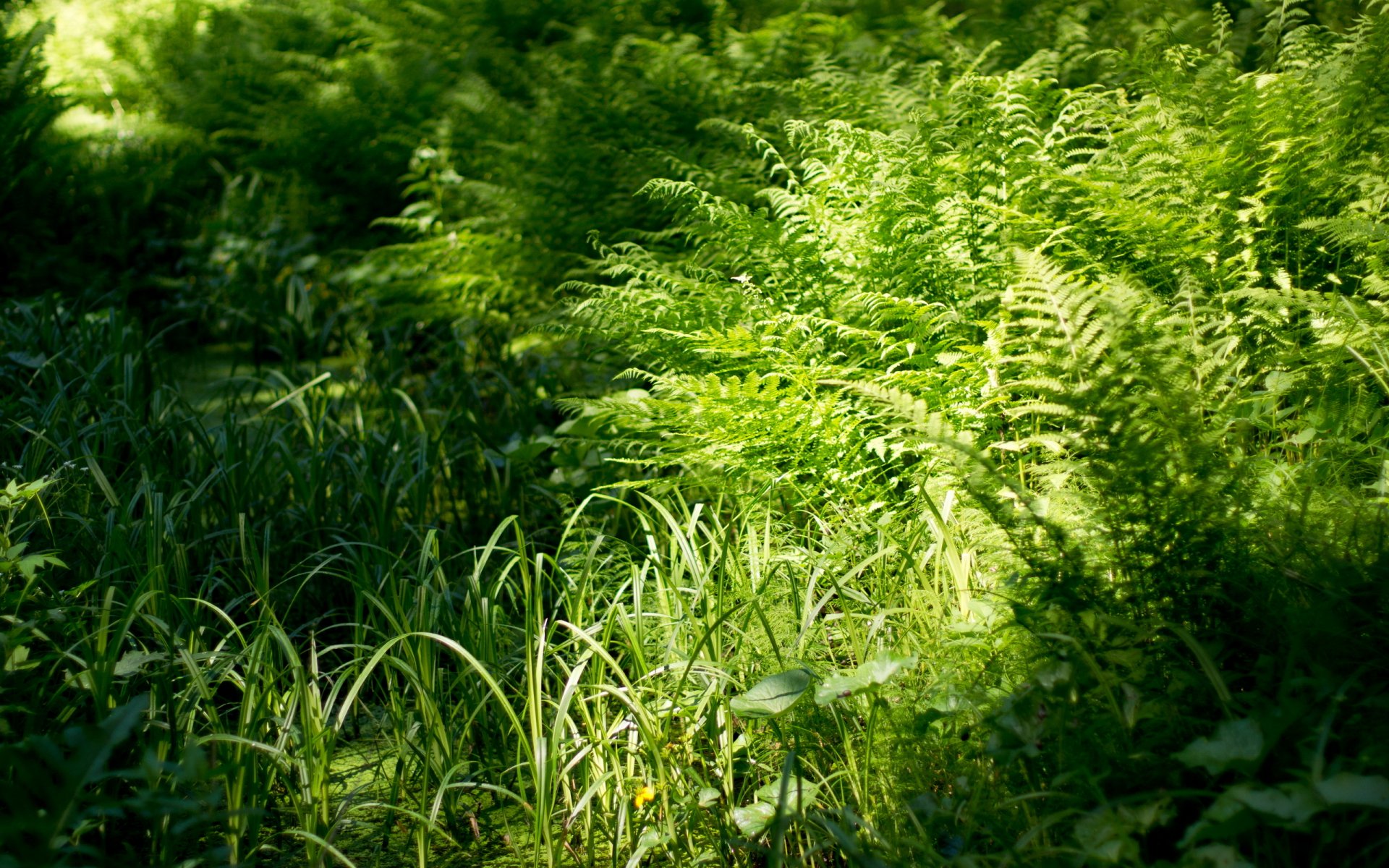 Verdant Ferns: HD Nature’s Green Serenity Wallpaper