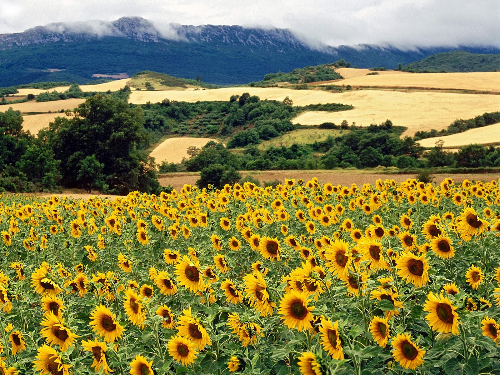 Nature's Golden Beauty: HD Wallpaper of Sunflowers | 1600x1200 ...