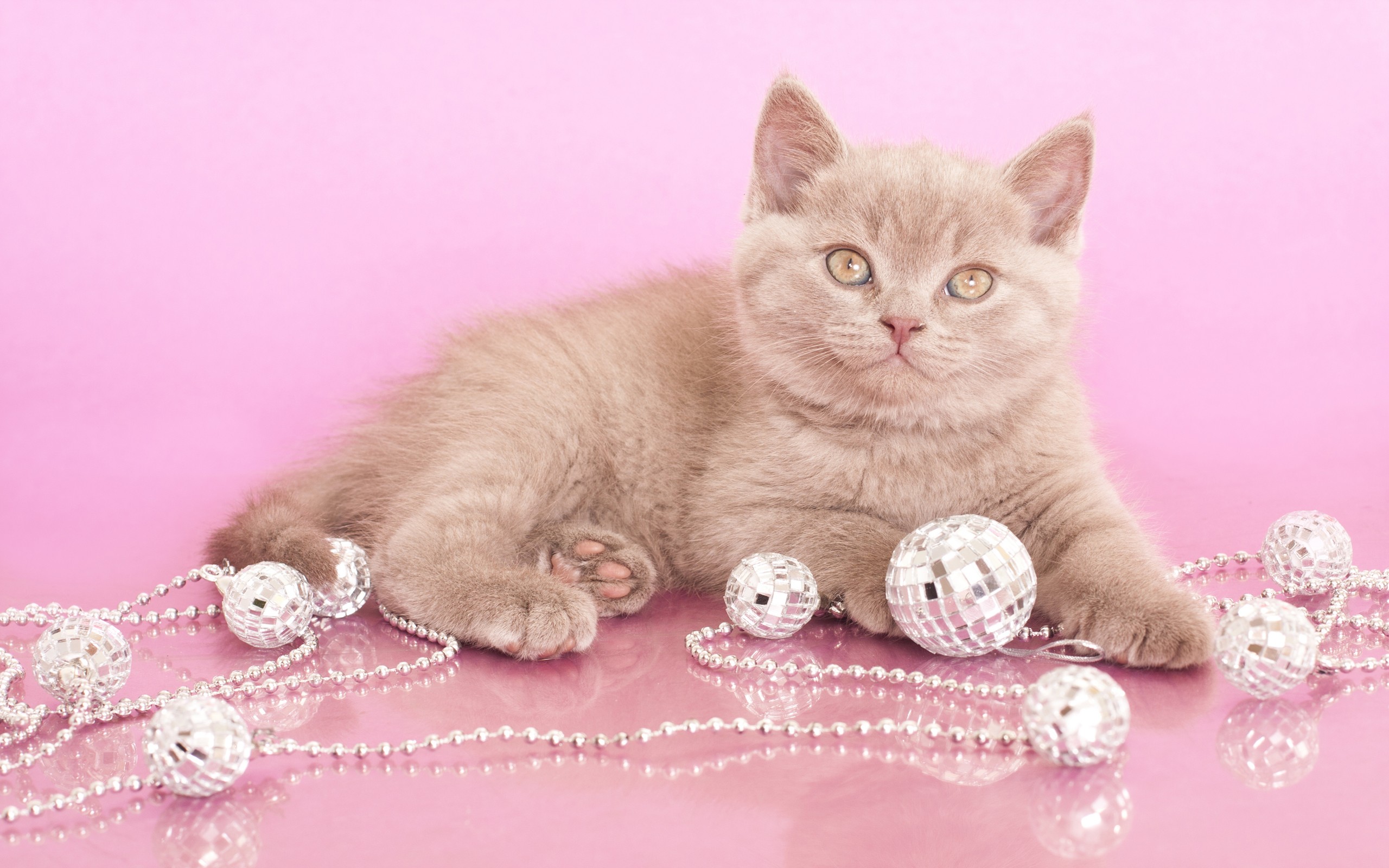 Charming Cat HD Wallpaper: Adorable Moments in Pink