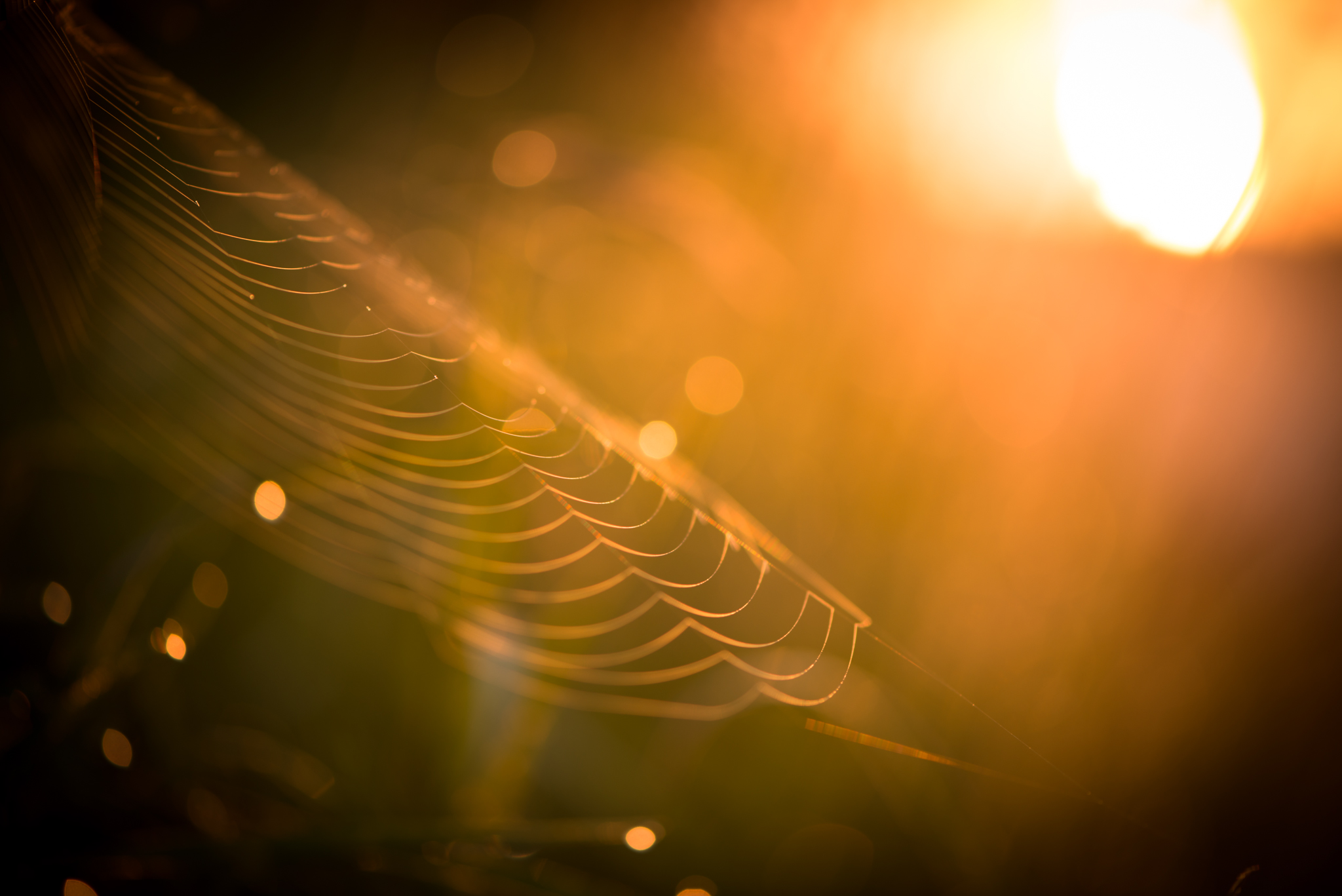 Download Photography Spider Web HD Wallpaper