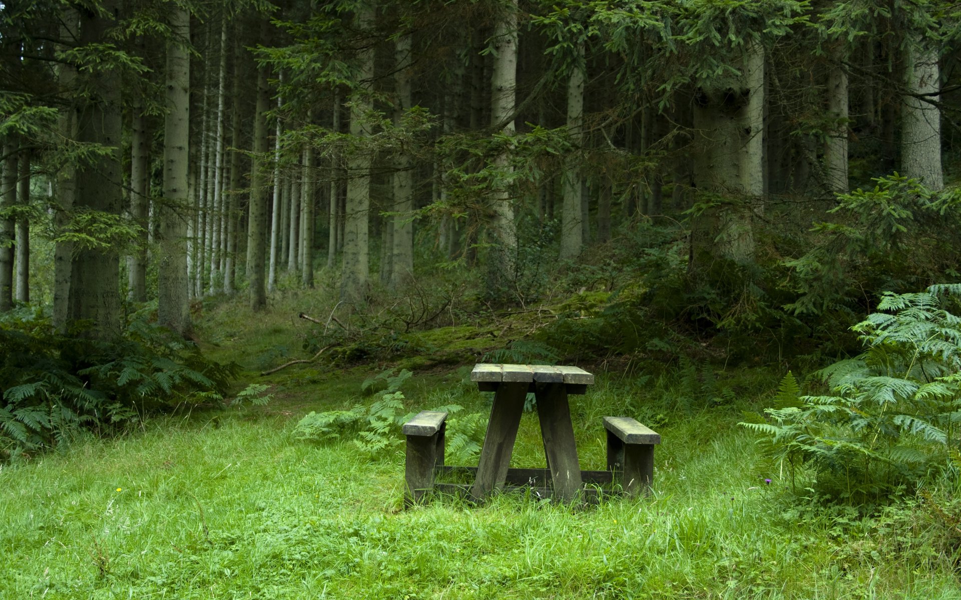 Serene Forest Retreat: Man-Made Bench HD Wallpaper | 1920x1200 ...
