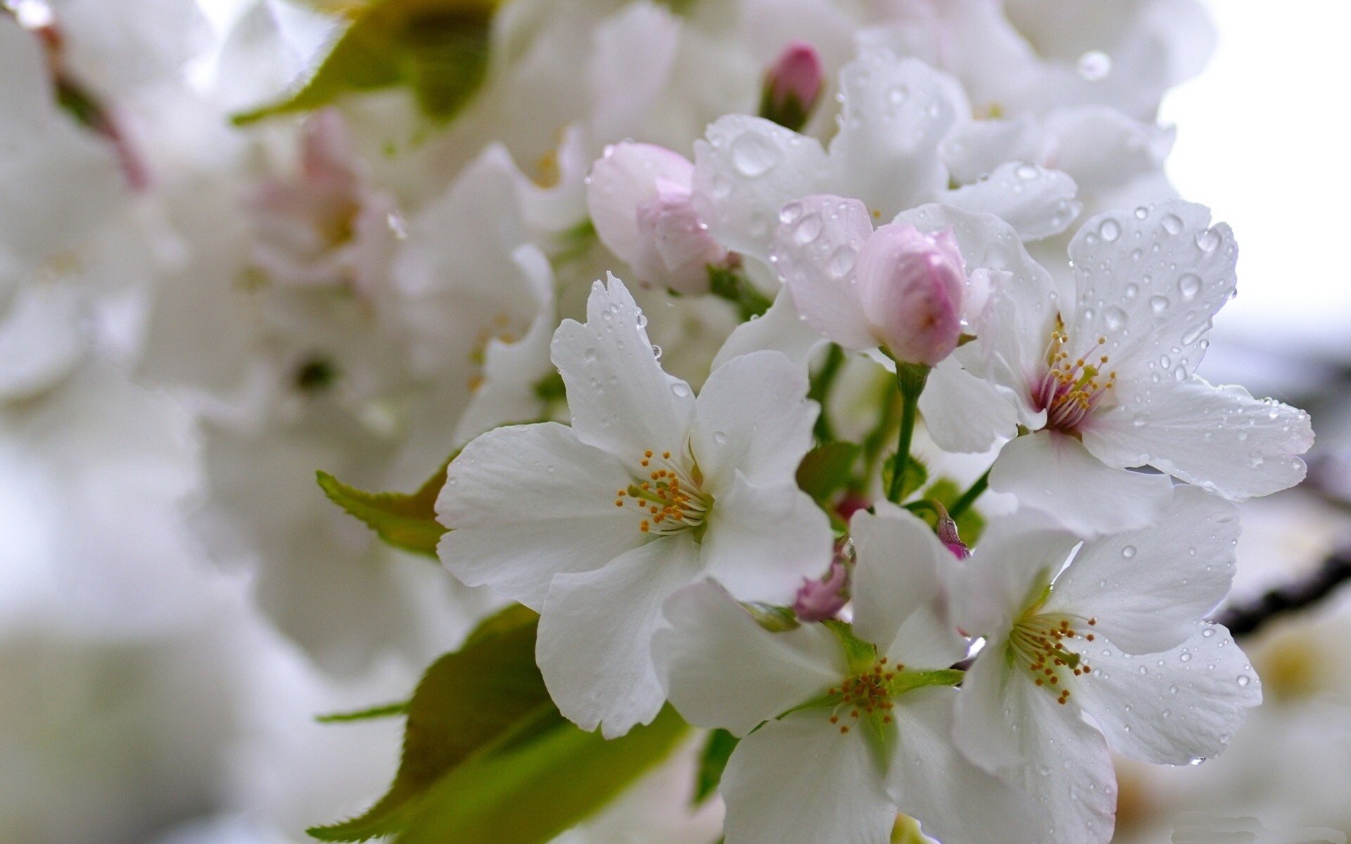Stunning Blossom: An HD Wallpaper of Nature's Beauty | 1920x1200 ...