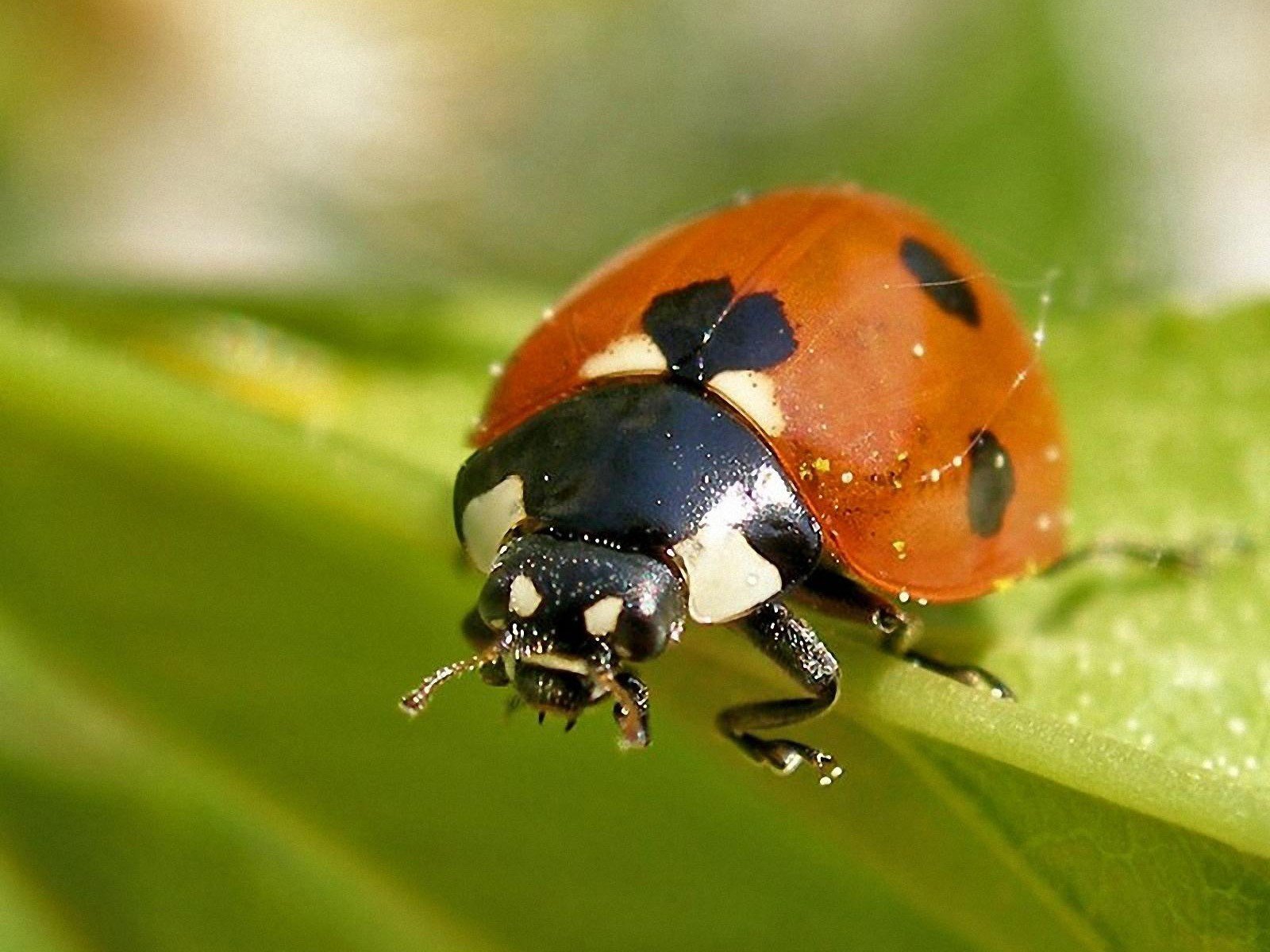 Download Animal Ladybug Wallpaper