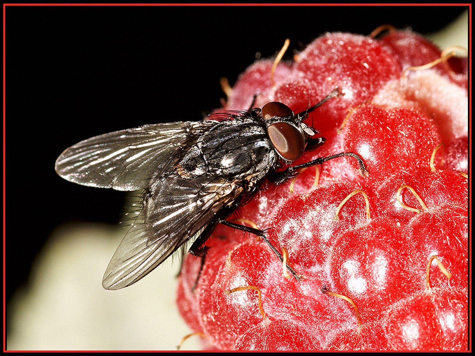 Download Animal Fly Wallpaper