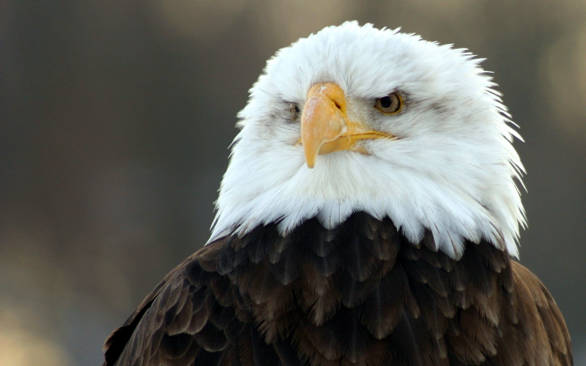 Bald Eagle Majesty: Stunning HD Wallpaper
