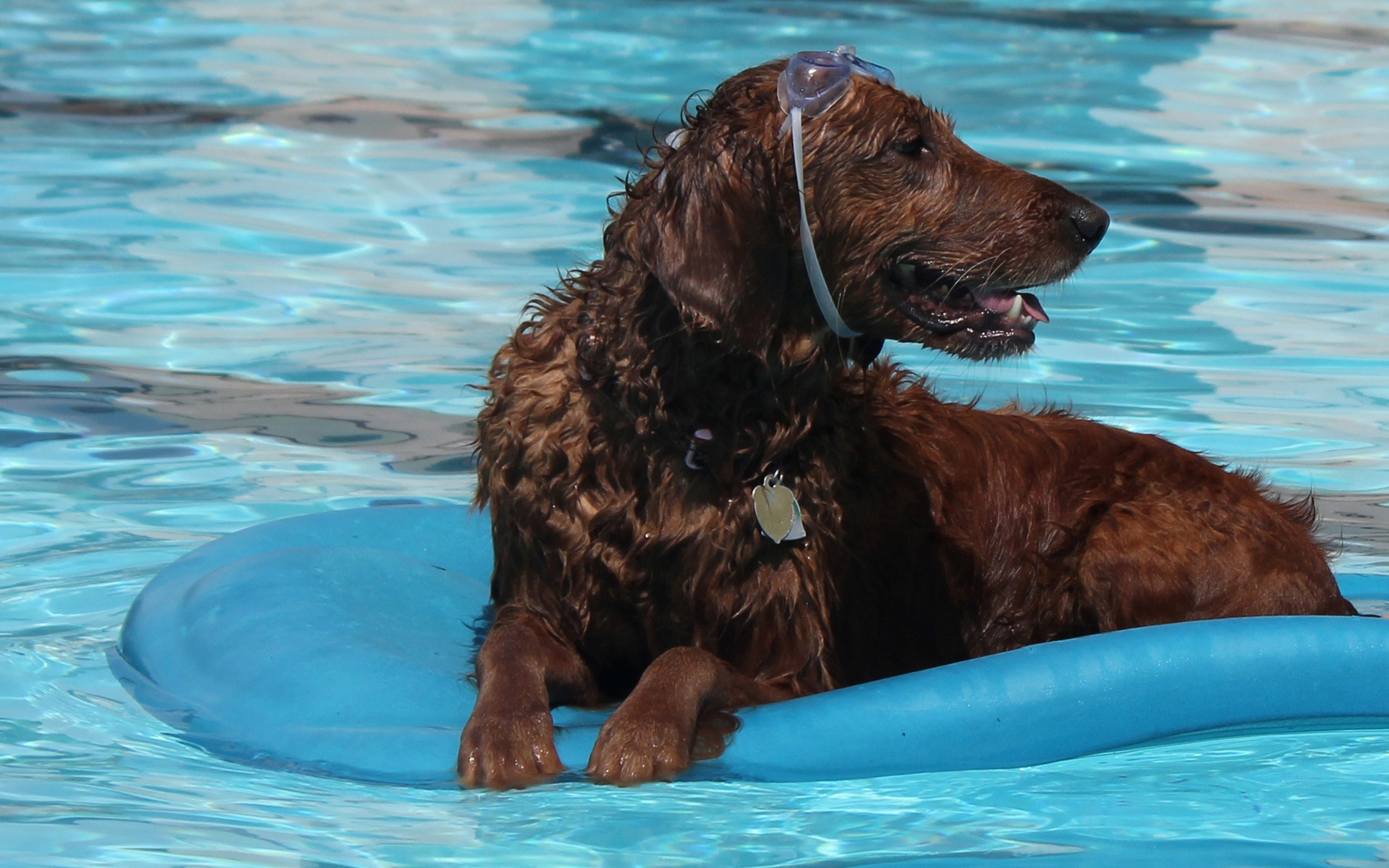 Irish Setter Wallpaper 1920x1200 Irish Setter Photos And Images