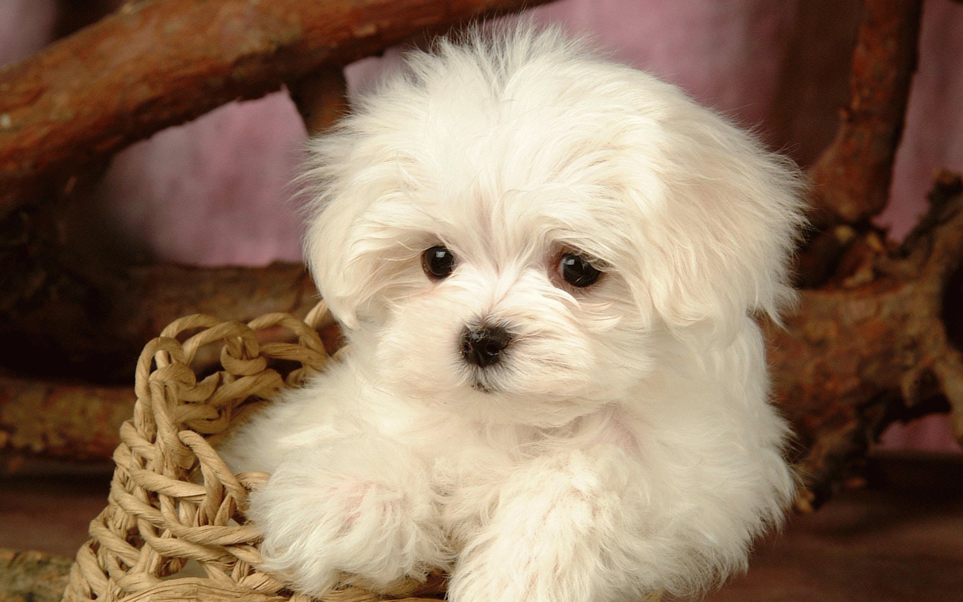 Adorable Fluffy Dog - HD Wallpaper