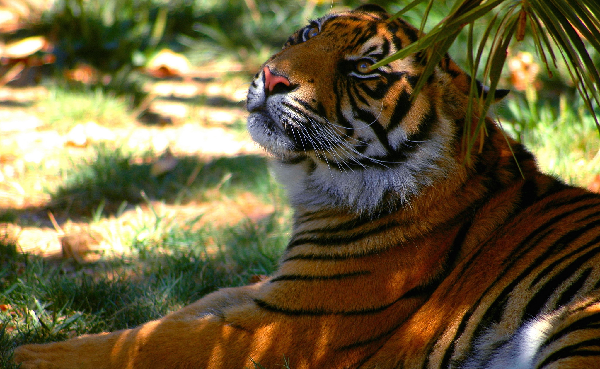Download Animal Tiger HD Wallpaper