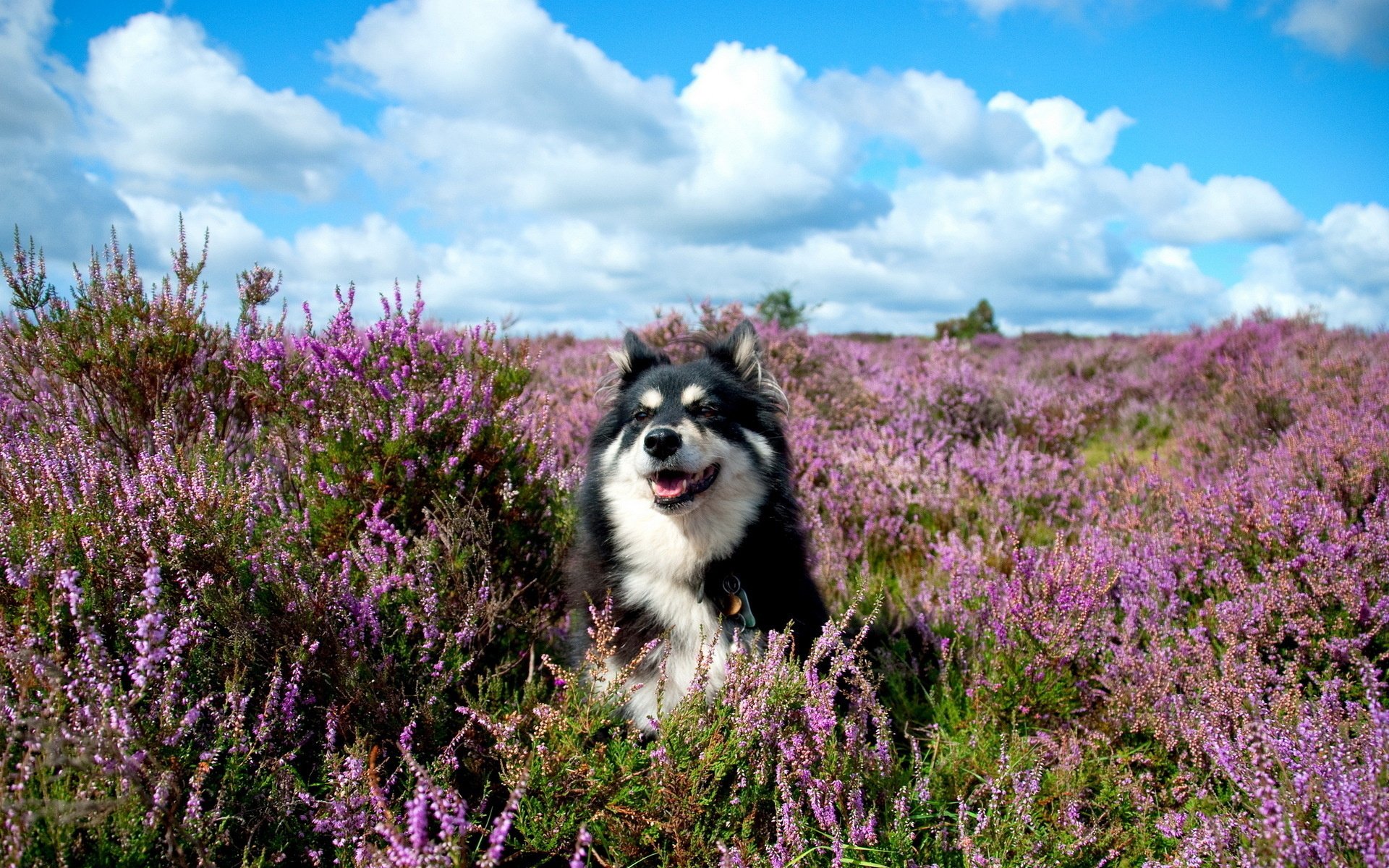 Happy Dog in Bloom: HD Wallpaper for Animal Lovers