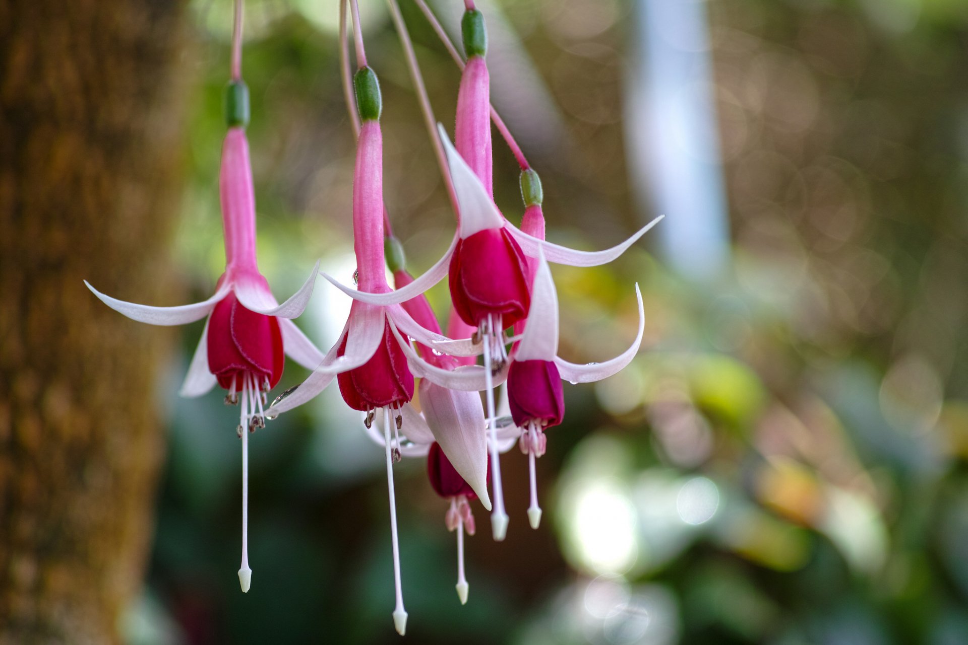Fuchsia Blooms: HD Nature Wallpaper