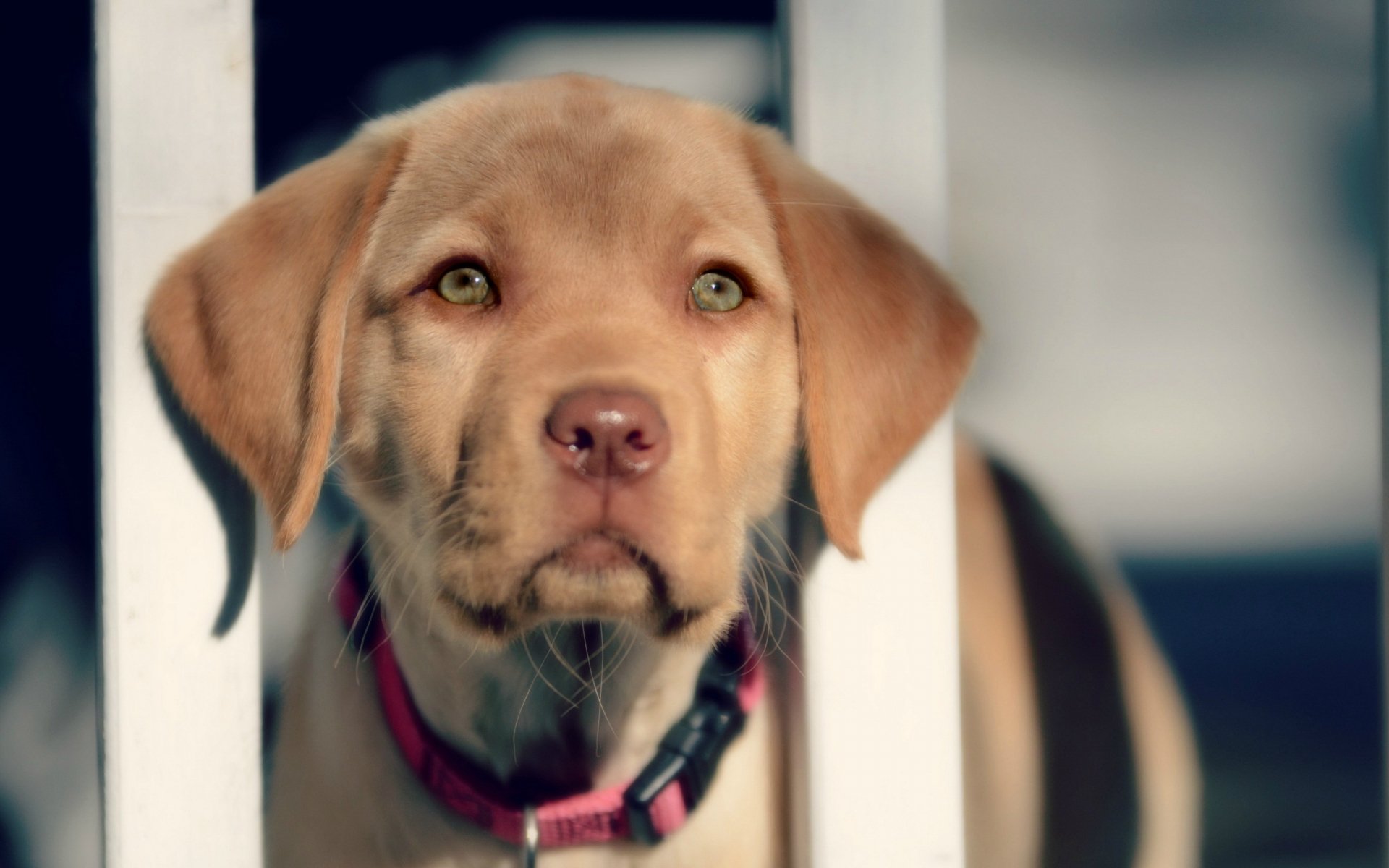 Adorable Puppy HD Wallpaper