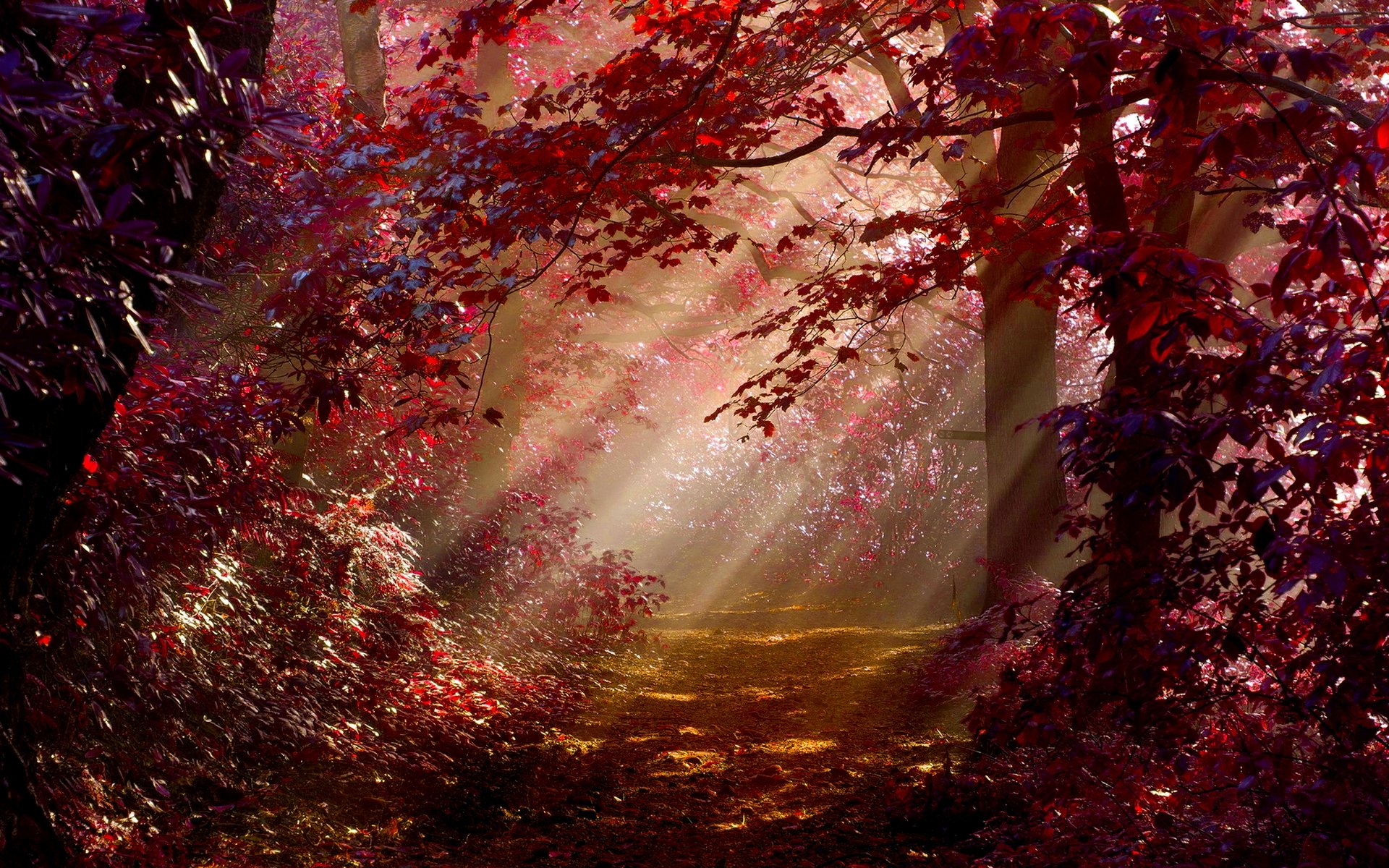 Enchanted Foggy Path: HD Wallpaper of Autumn Forest Serenity