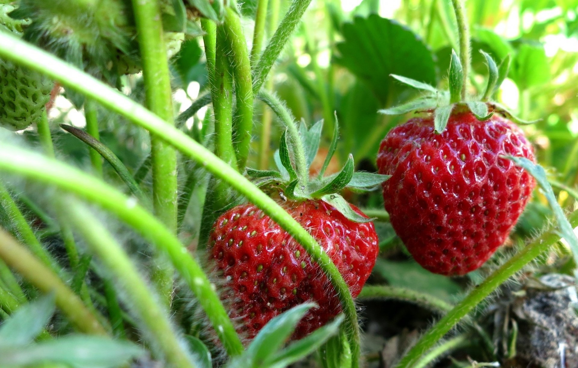Fresh & Juicy Strawberries HD Wallpaper - Nature's Sweet Delight ...