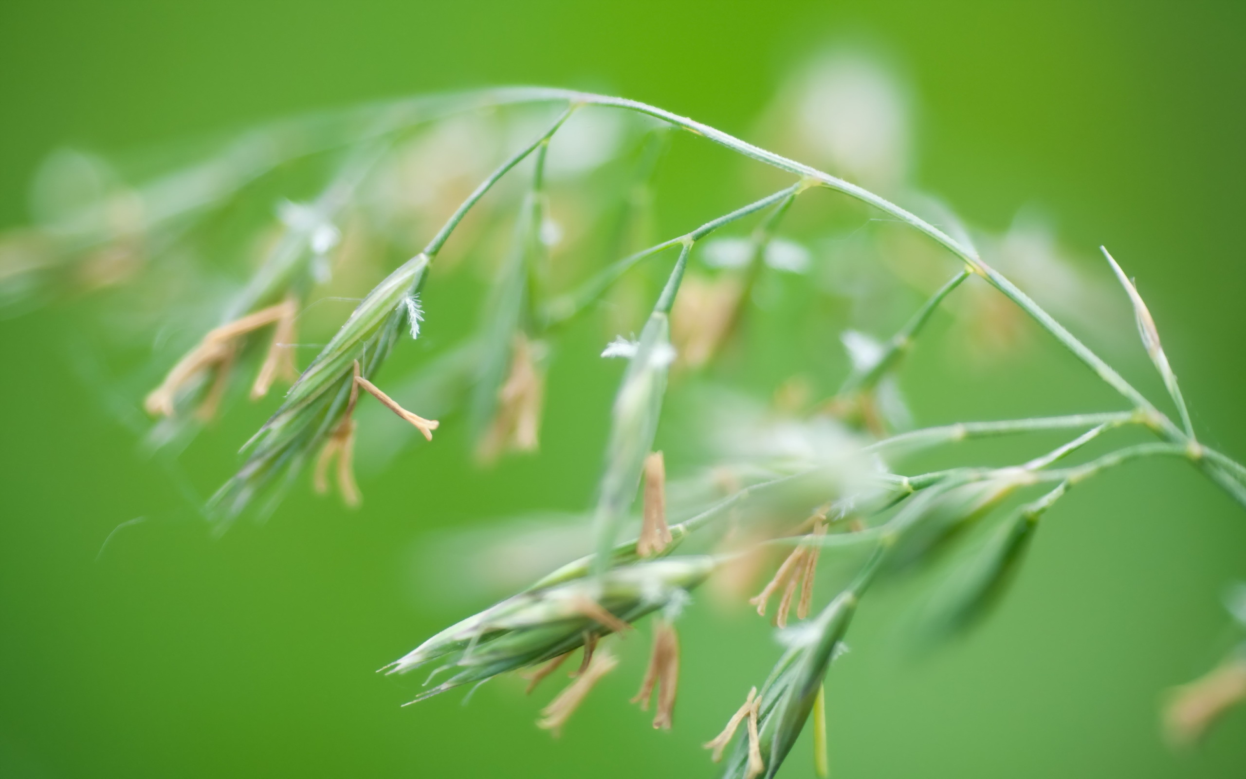 Download Nature Grass HD Wallpaper