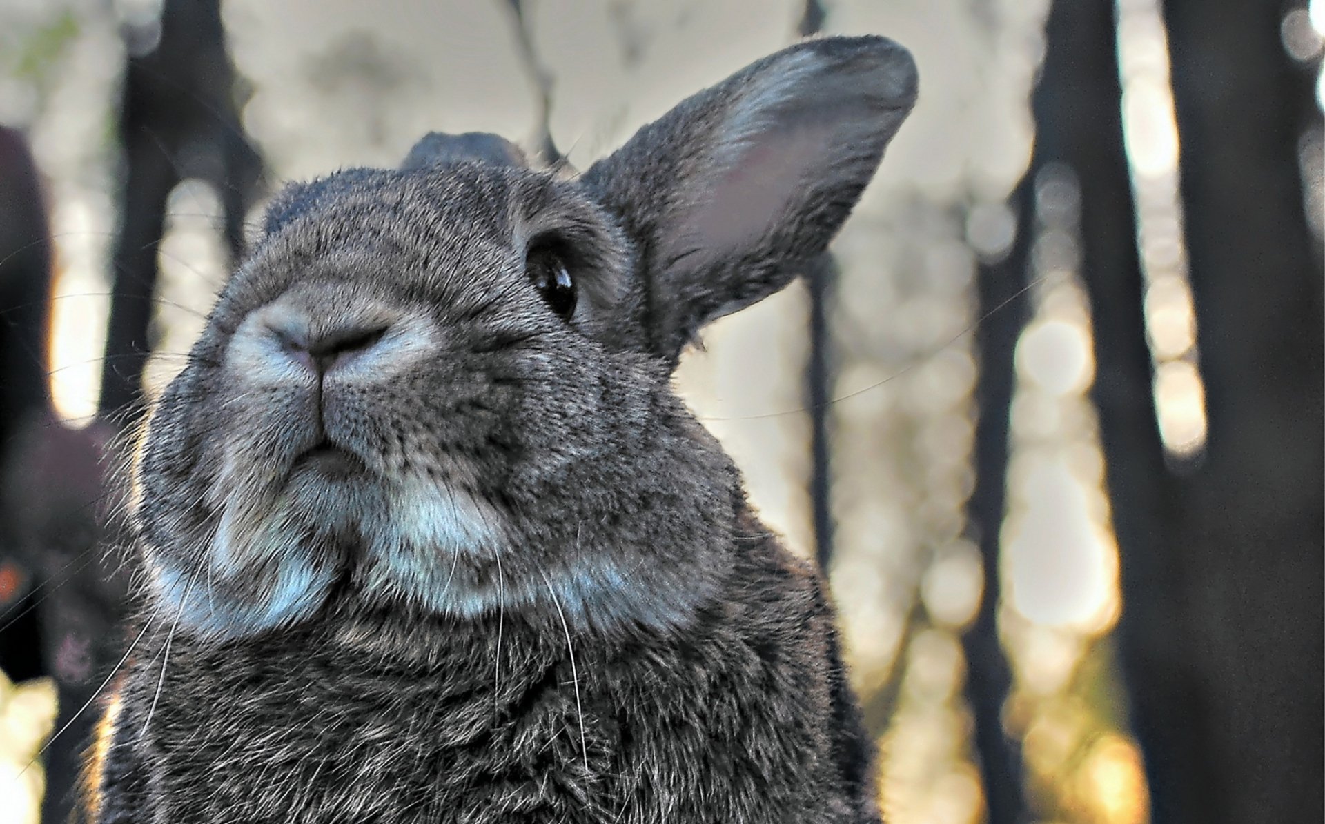 Charming Rabbit HD Wallpaper for Nature Lovers