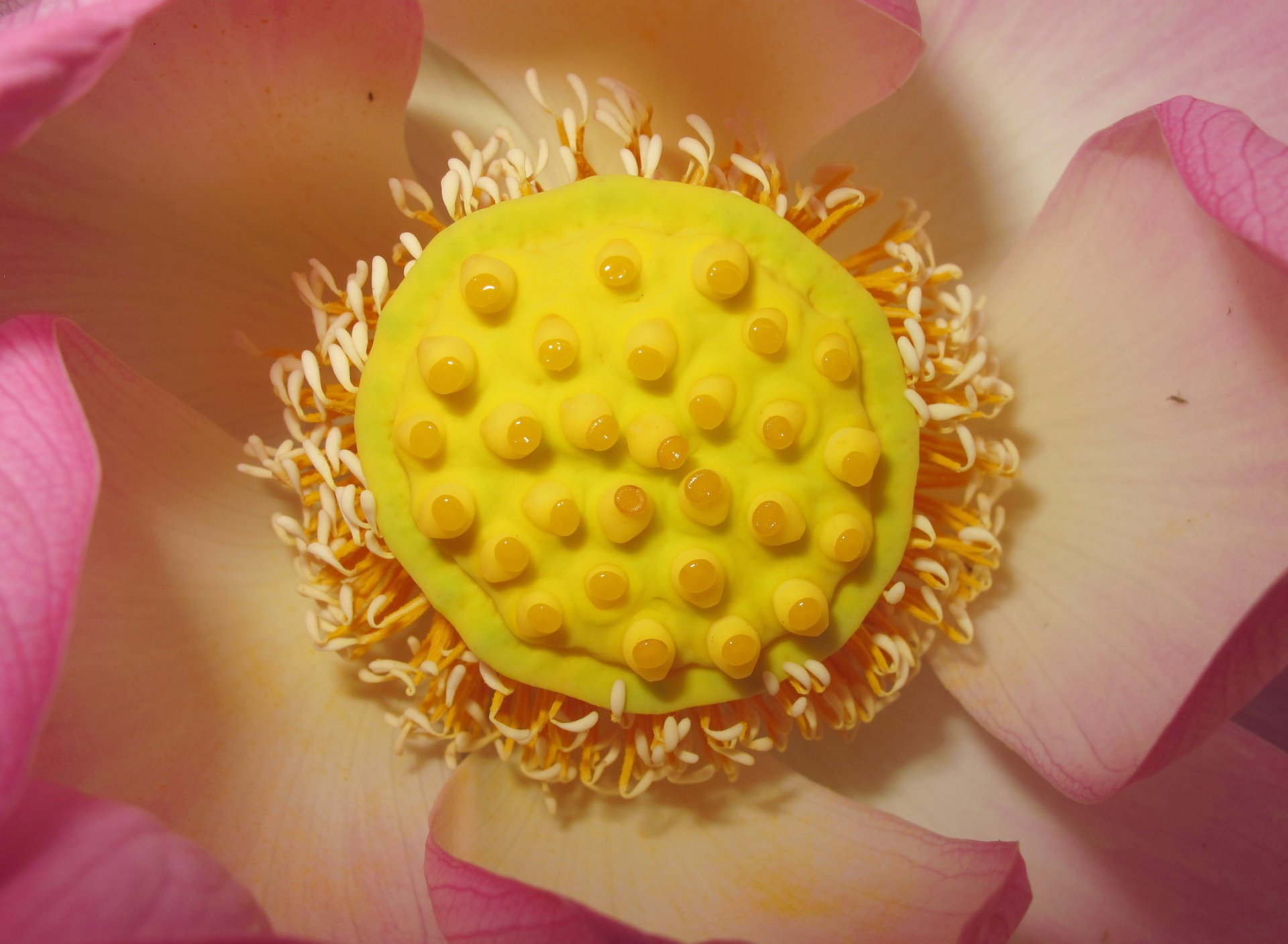 Vibrant Lotus Close-Up: Stunning Nature HD Wallpaper | 3608x2644 ...